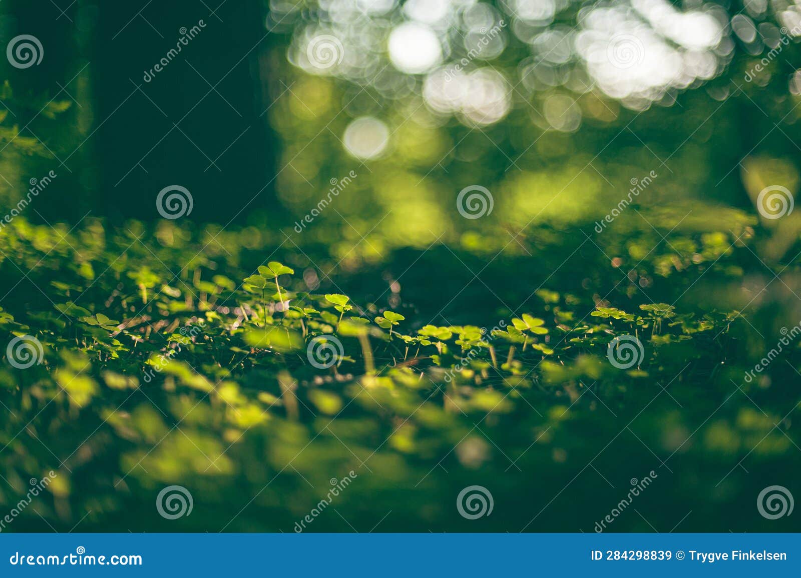 Clover Plants in Low Sun on Forest Floor.. Stock Image - Image of plant ...