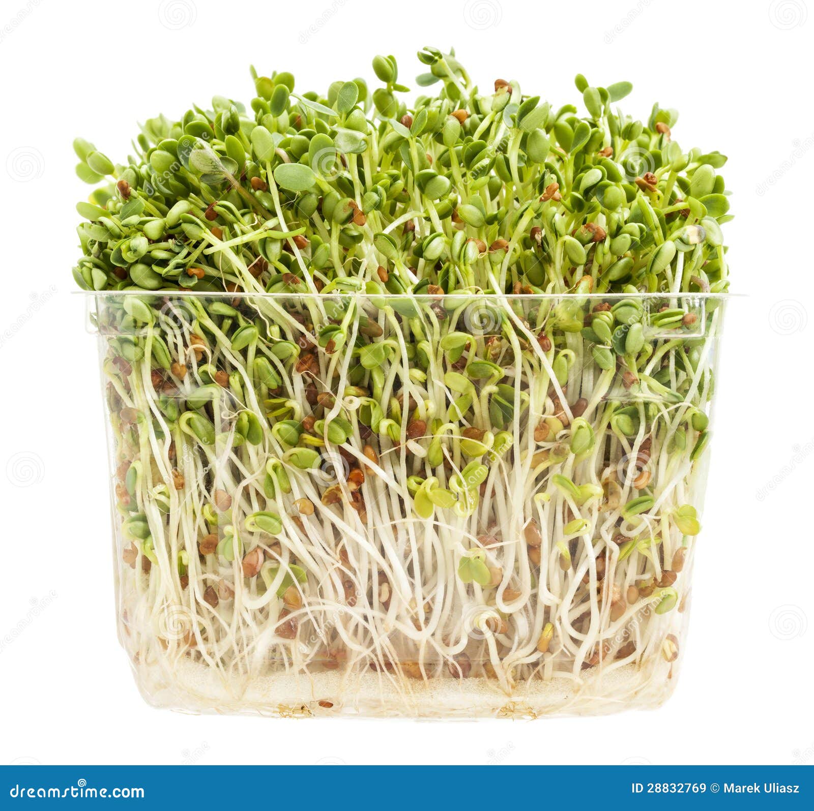 Clover and radish sprouts stock image. Image of germinating - 28832769