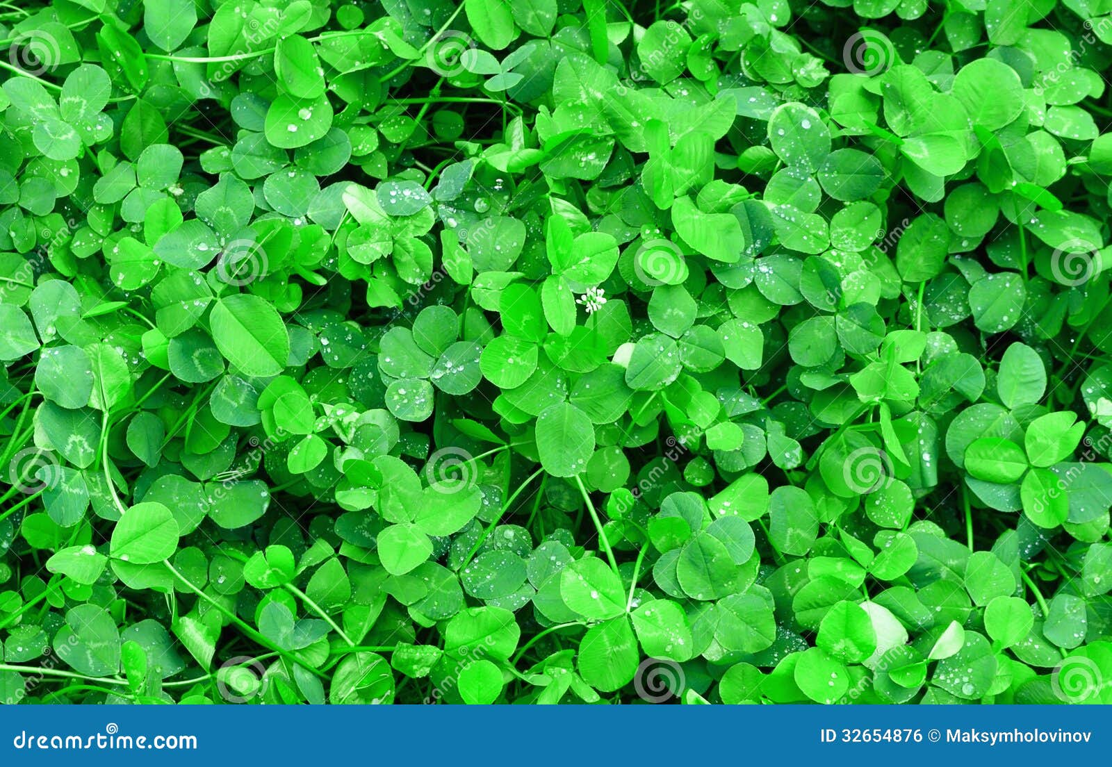 Clover after the rain stock photo. Image of bright, cultivated - 32654876