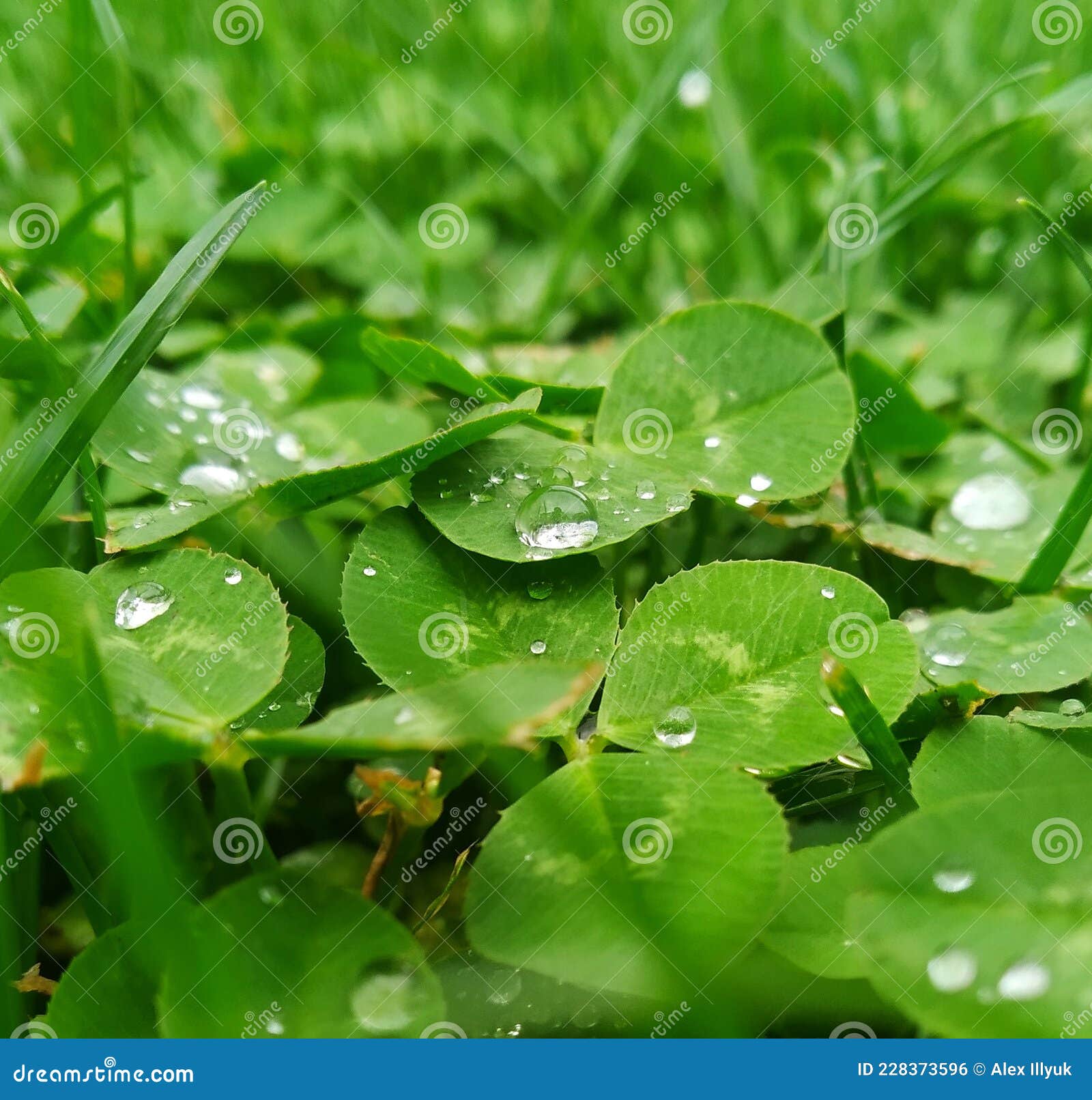 Clover after Rain Beautiful Combination of Green Clover Stock Photo ...