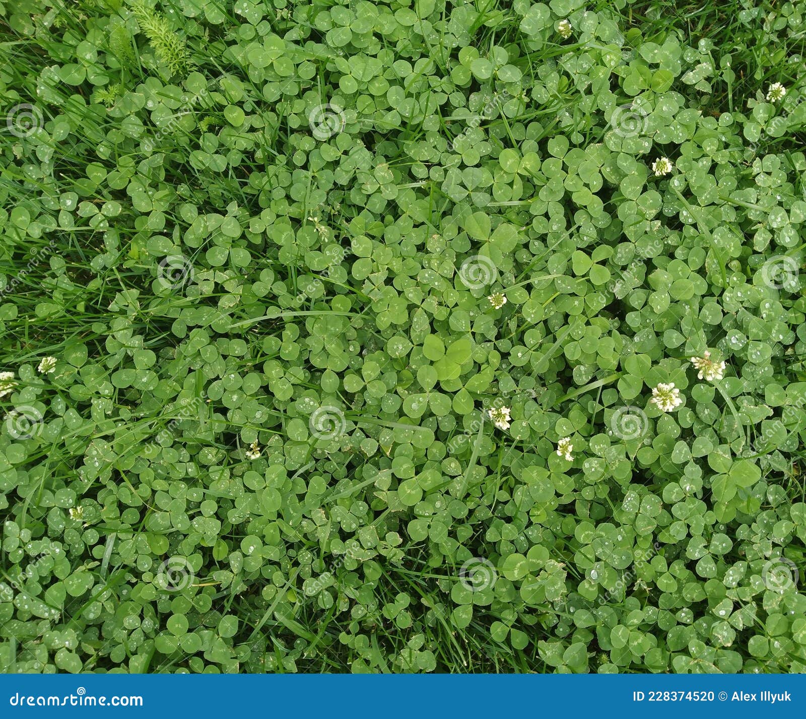 Clover after Rain Beautiful Combination of Green Clover Stock Photo - Image of rain, clover ...