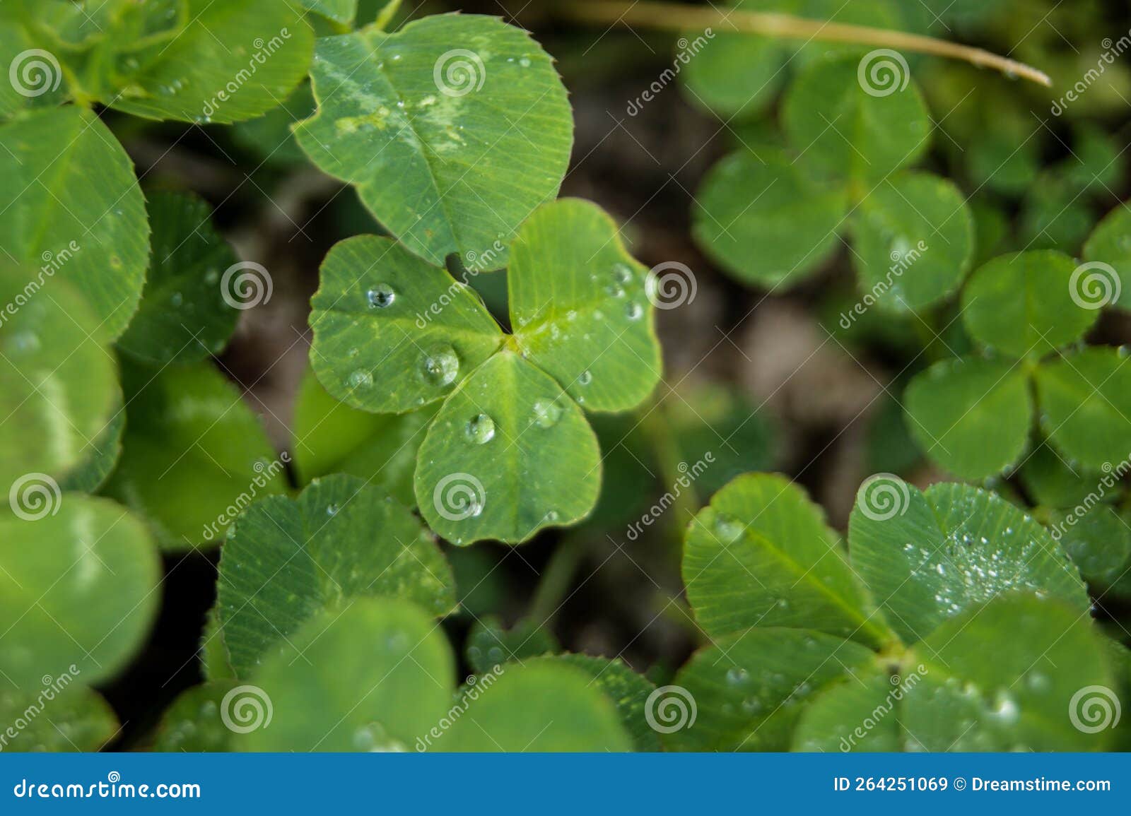 Clover in the rain stock image. Image of vegetable, tree - 264251069