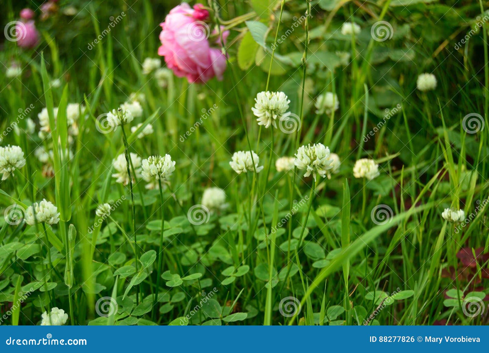 Clover and rose stock photo. Image of greens, detail - 88277826