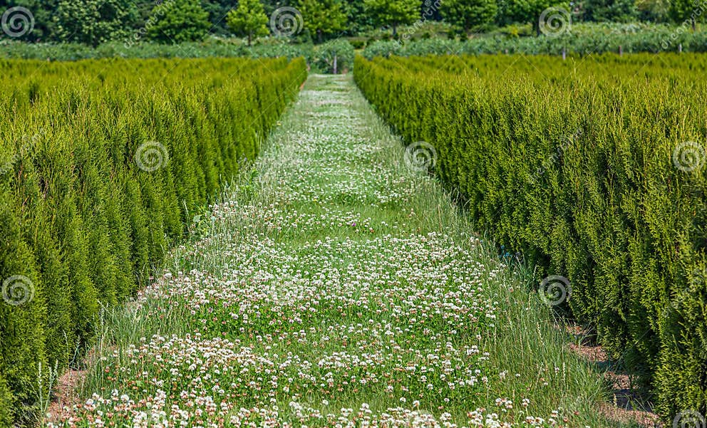 Clover between Rows of Junipers Stock Photo - Image of juniper, cypress ...