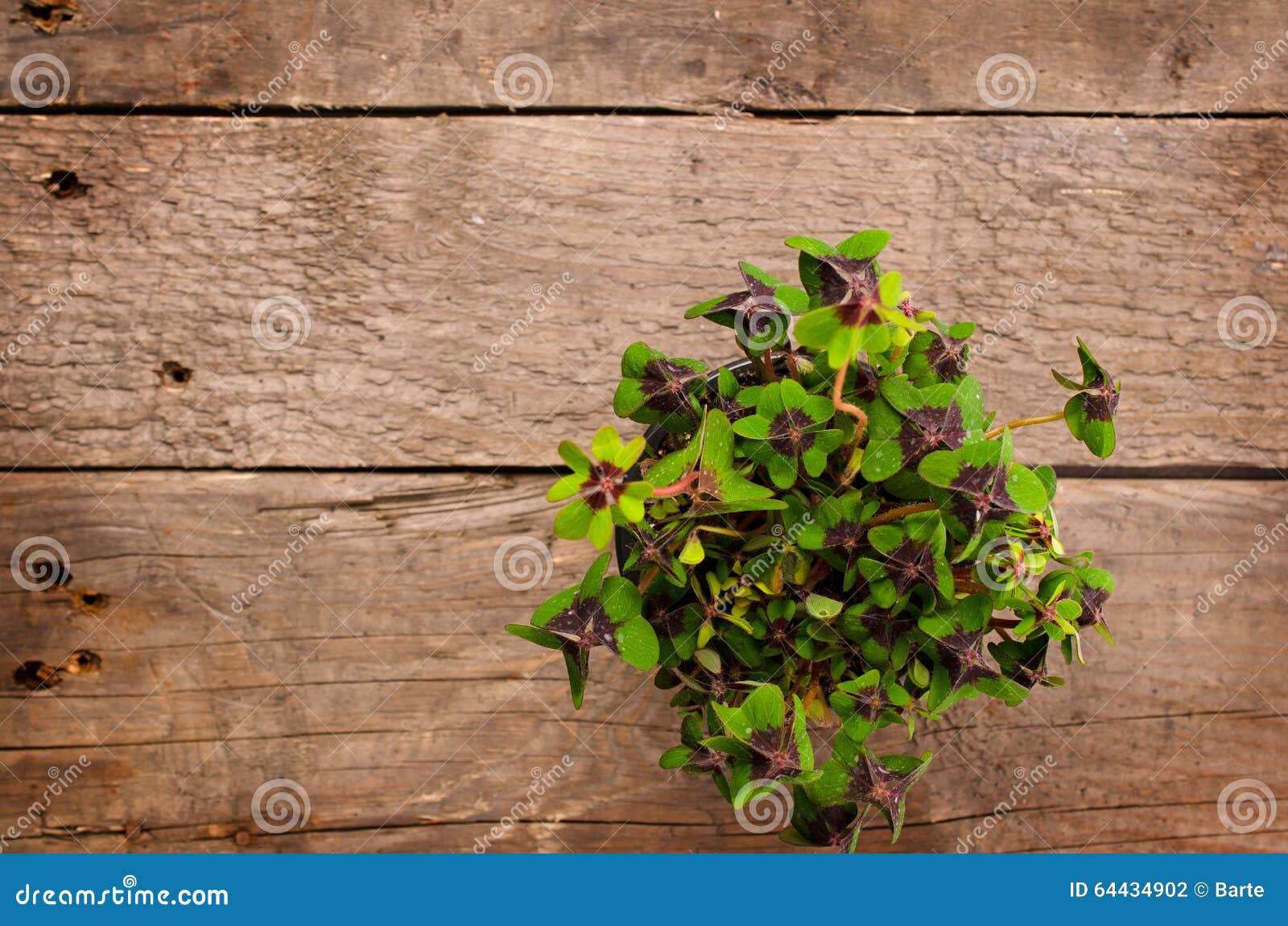Clover on rustic wood stock photo. Image of celebration - 64434902