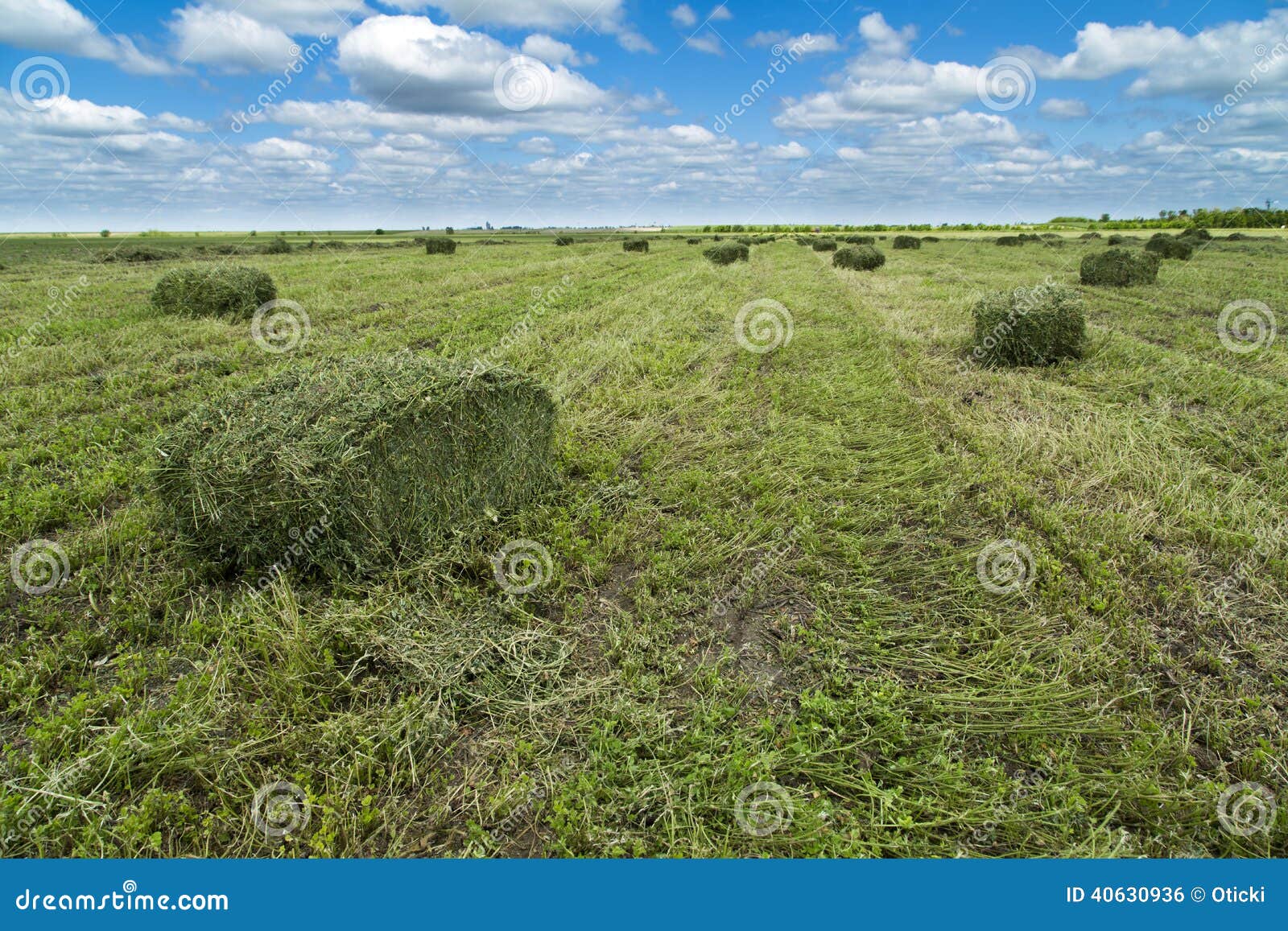 Clover, shamrock hay stock photo. Image of spring, grass - 40630936