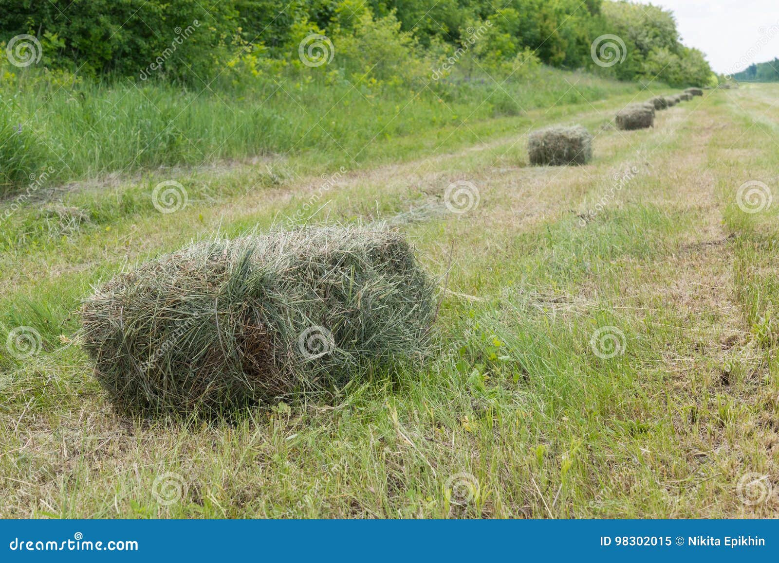 Clover, Shamrock Hay Bales at Field Stock Image - Image of food, feed ...