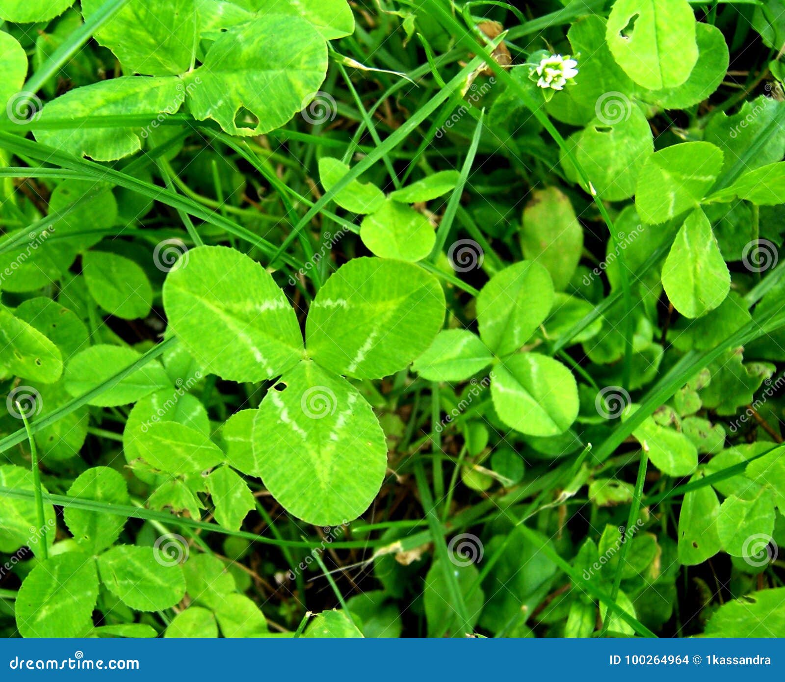 Clover, Shamrock or Trifolium Stock Photo - Image of meadow, autumn ...