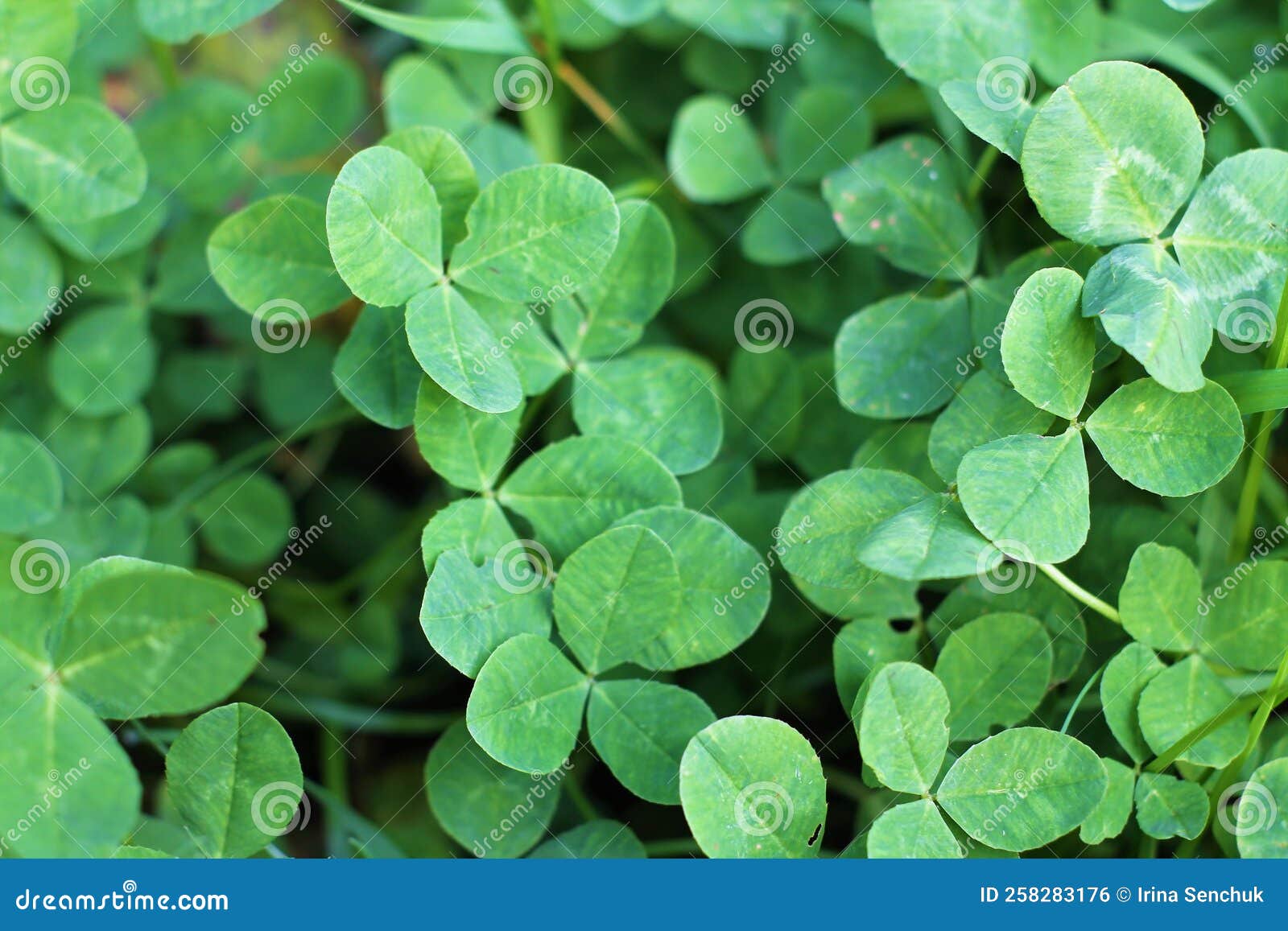 Clover that Spreads As a Carpet Stock Photo - Image of fresh, clover ...