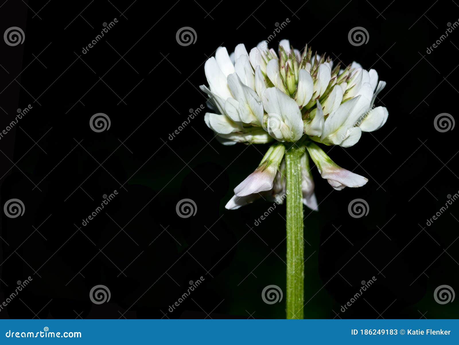 Clover Stem on Black Background Stock Image - Image of closeup, macro ...