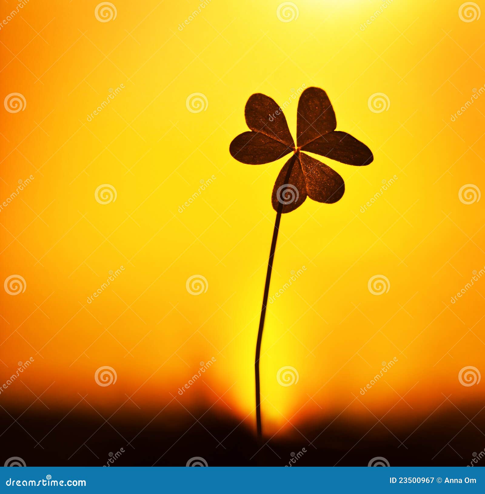 Clover at sunset stock image. Image of floral, leaf, contrast - 23500967