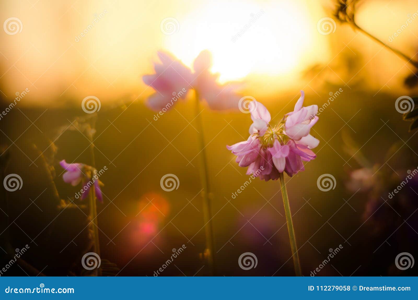 Clover at sunset stock photo. Image of cosmos, nature - 112279058