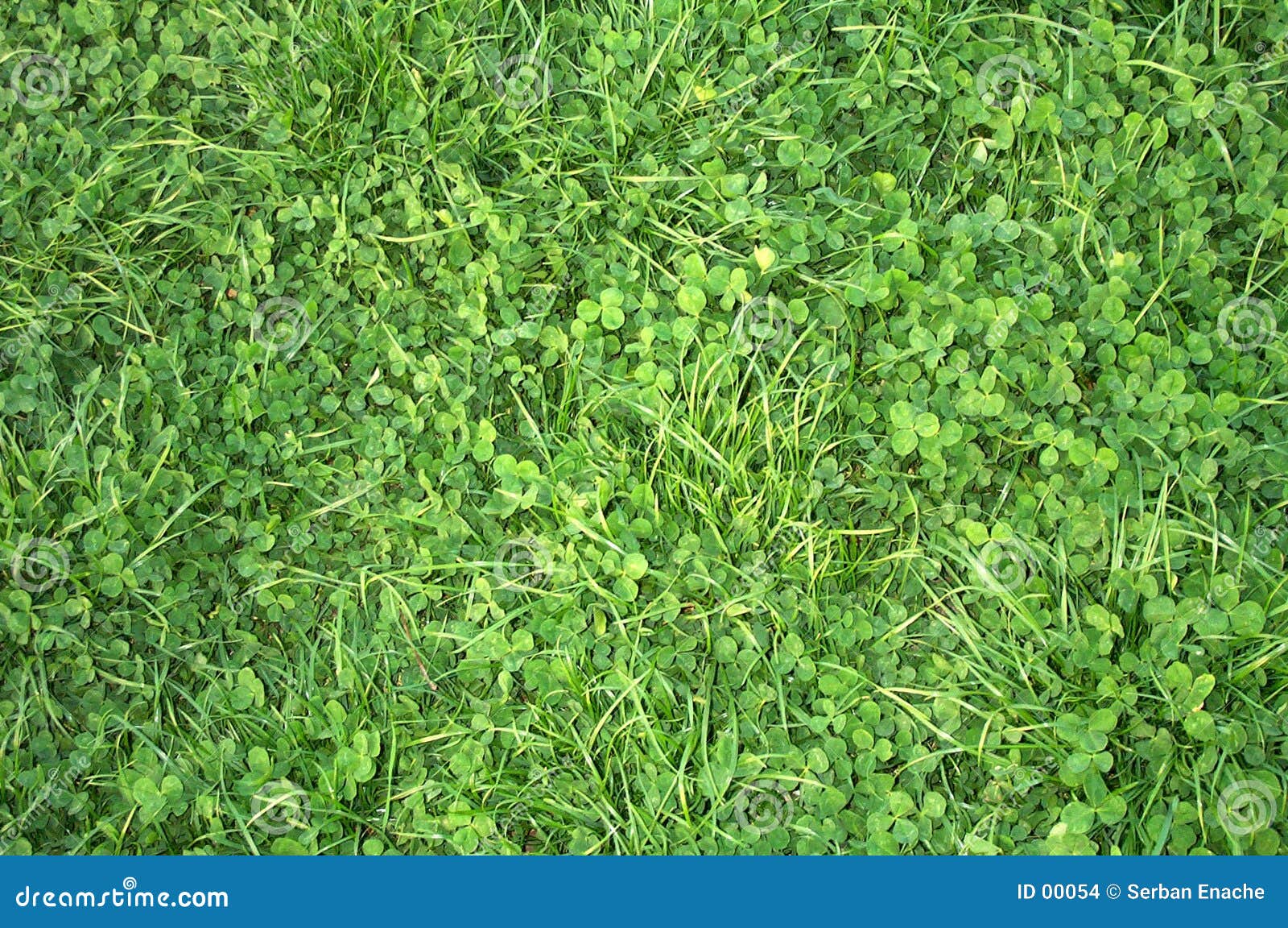 Clover Texture Stock Photo | CartoonDealer.com #54