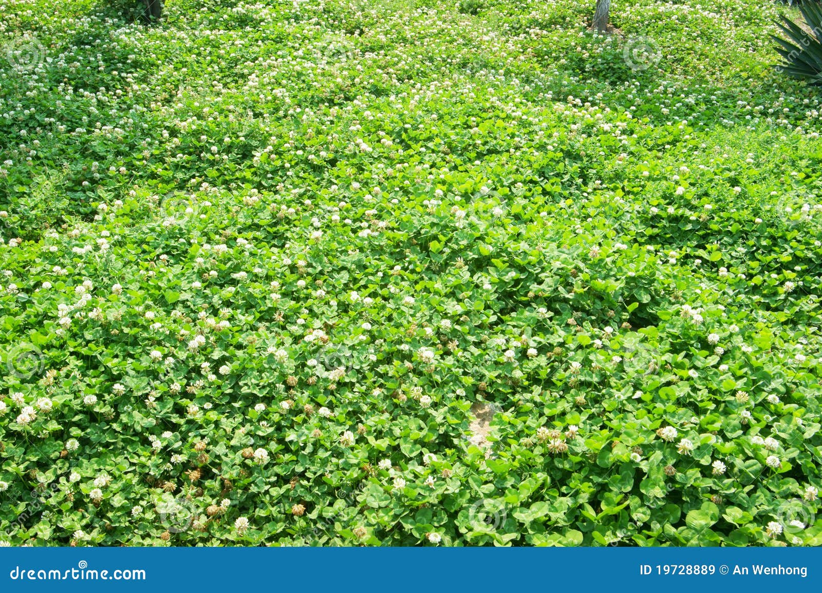 Clover texture stock image. Image of rocks, vegetation - 19728889