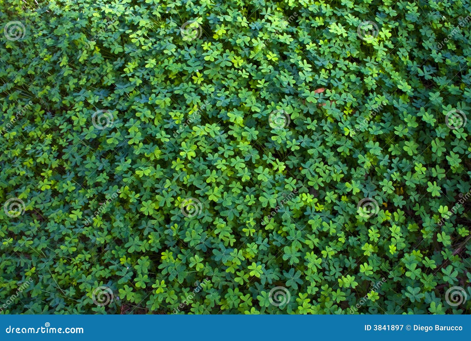 Clover Texture Stock Photo | CartoonDealer.com #54