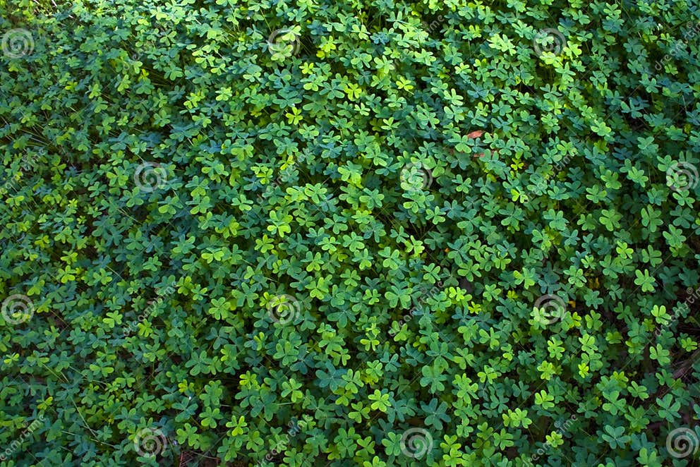 Clover texture stock image. Image of life, agriculture - 3841897