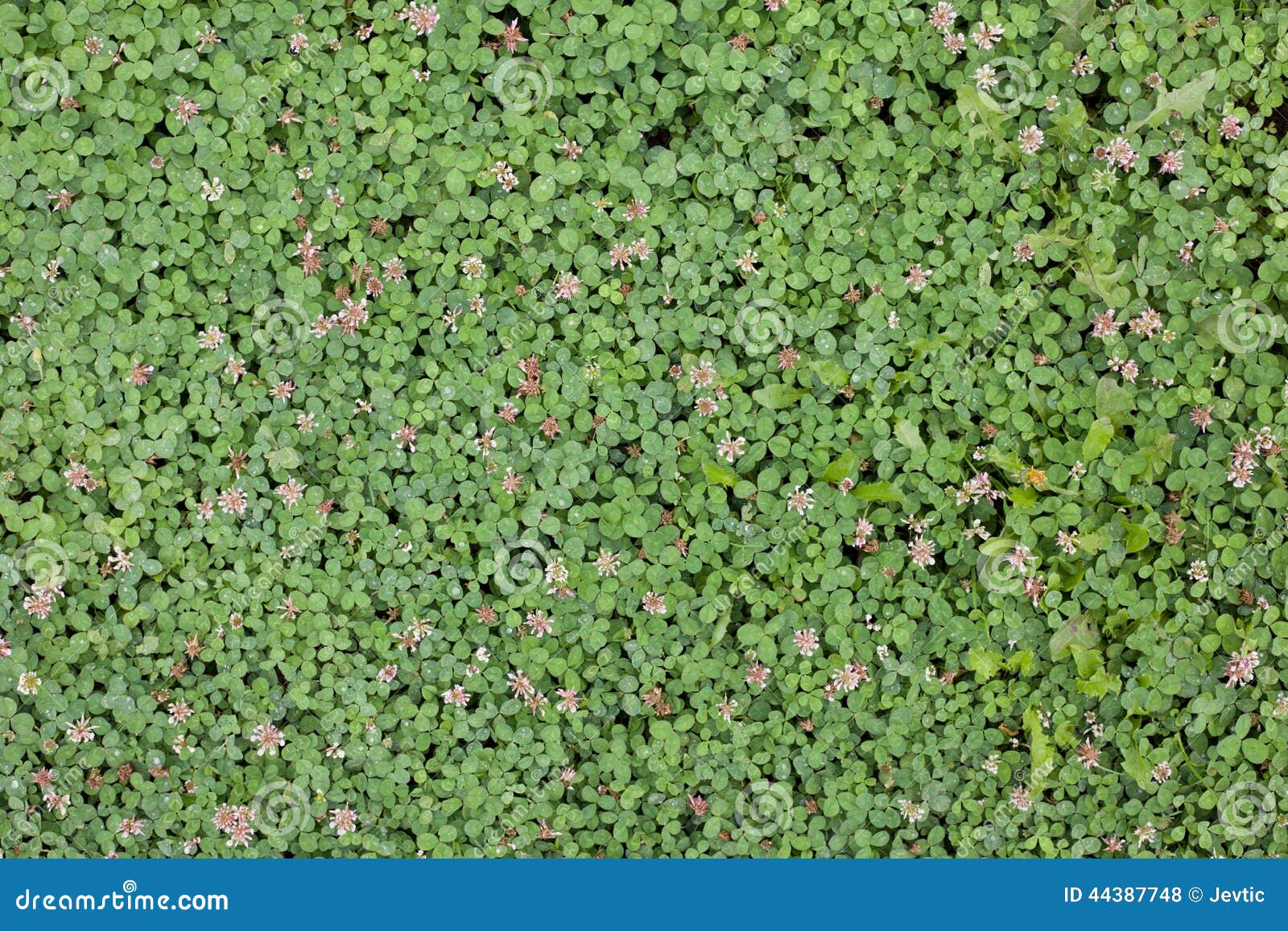 Clover texture stock photo. Image of color, bloom, meadow - 44387748