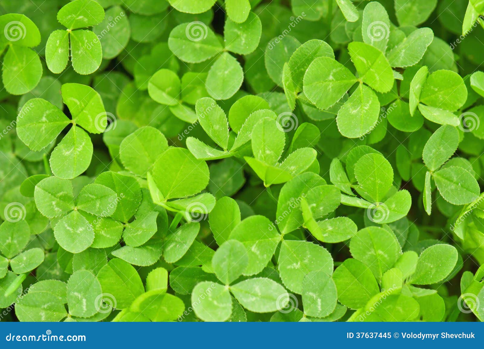 Clover texture stock image. Image of clover, foliage - 37637445