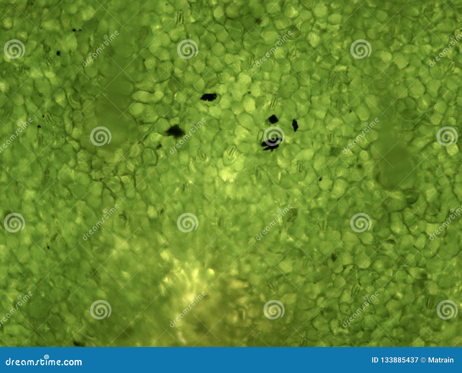 Clover under microscope stock image. Image of nature - 133885437