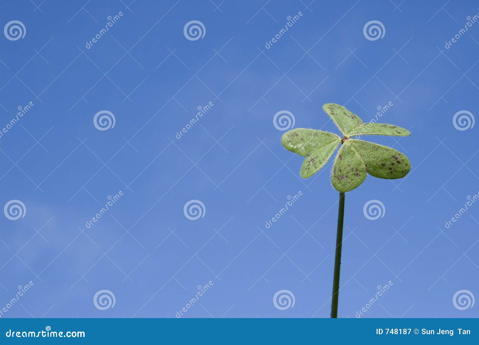 Clover Under Microscope Stock Photography | CartoonDealer.com #133885442