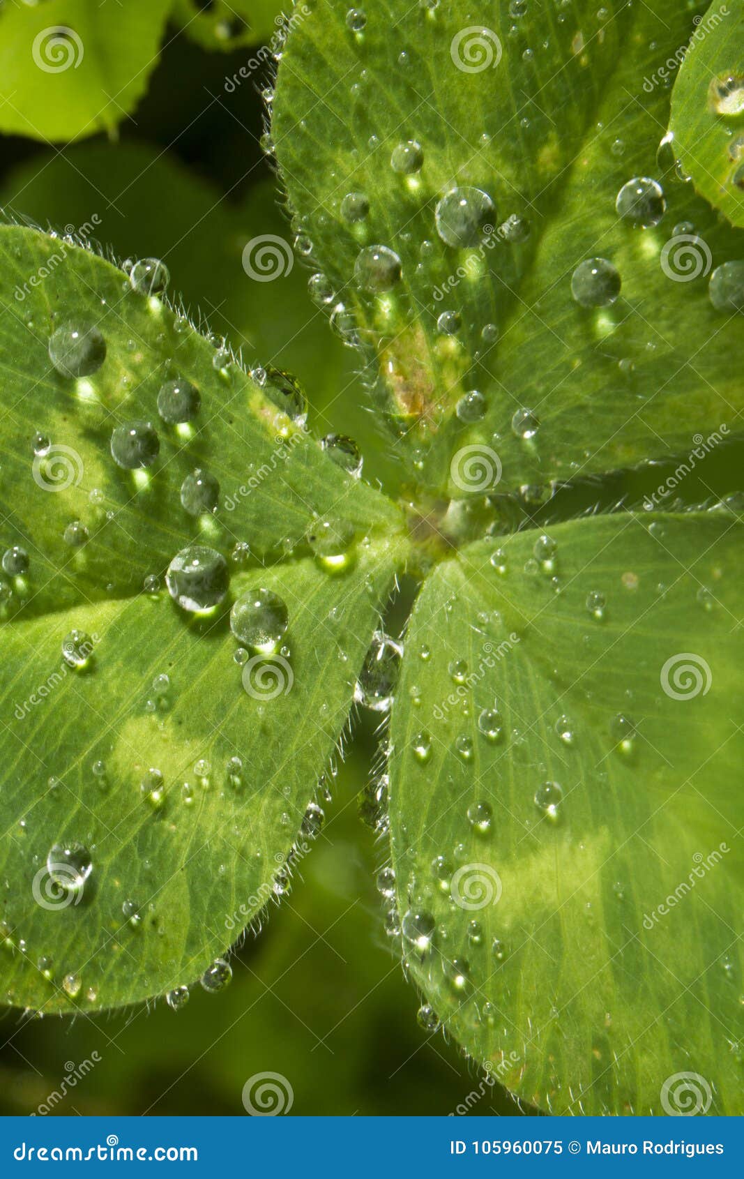 Clover with water droplets stock image. Image of macro - 105960075