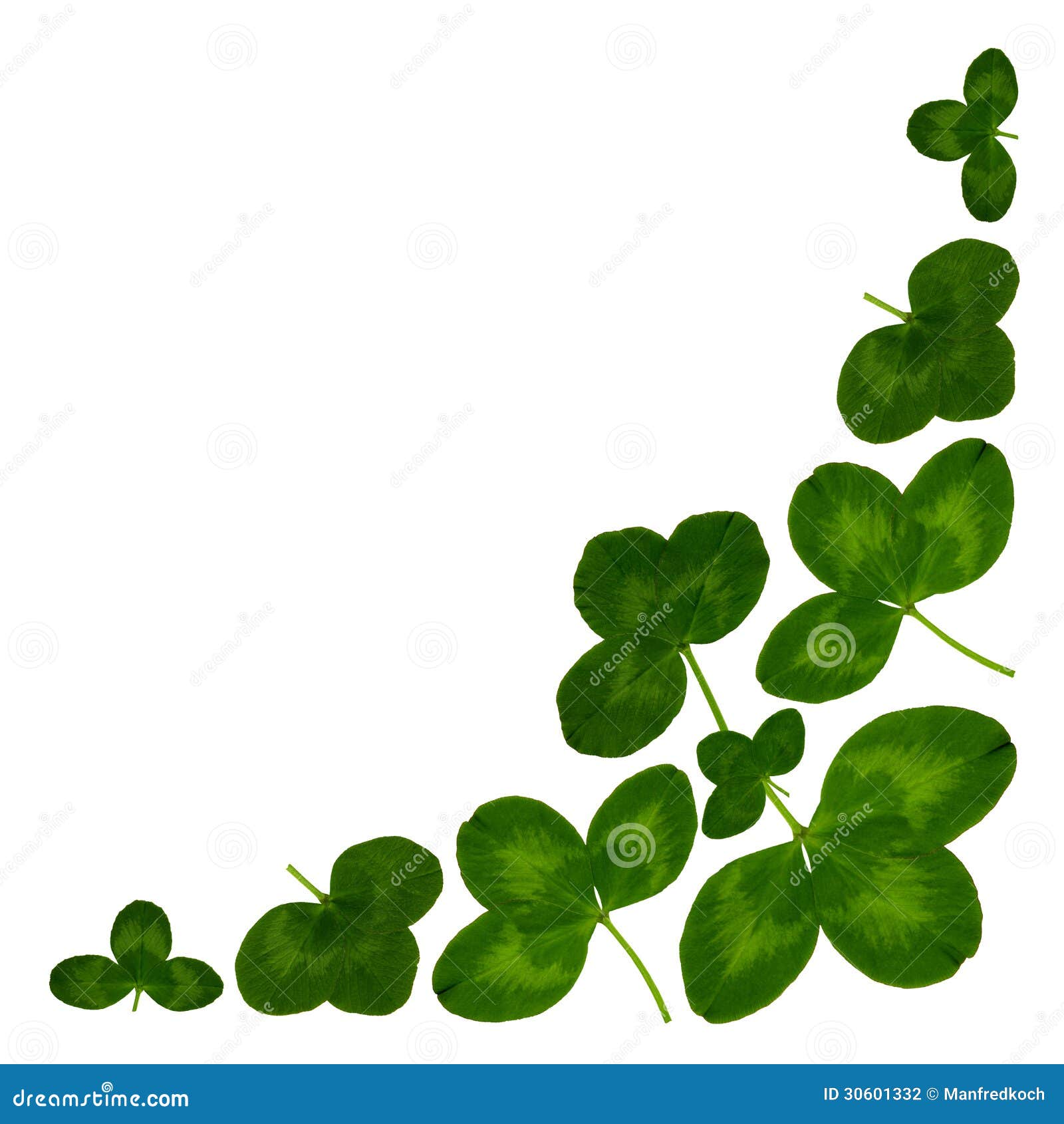 CloverCornerWhite stock photo. Image of backgrounds, leaves - 30601332