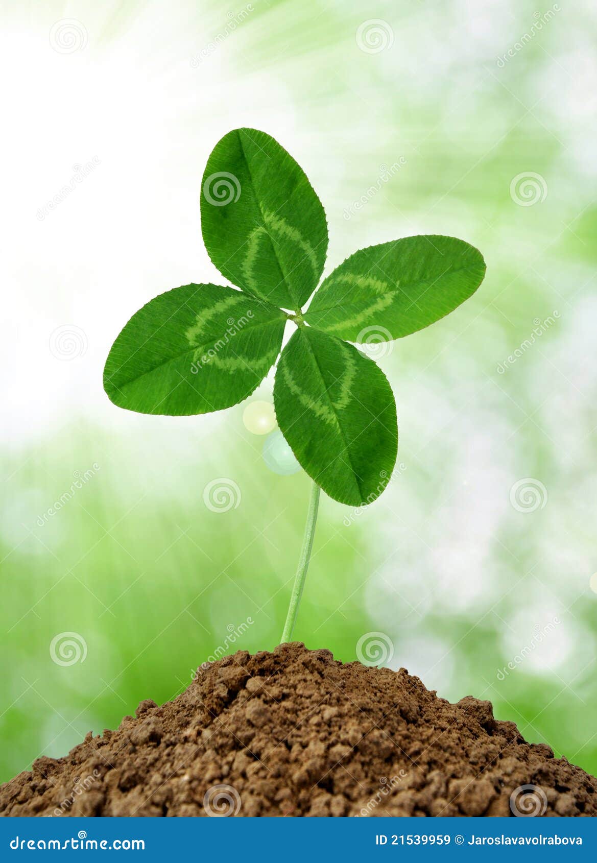 Cloverleaf stock image. Image of lawn, flower, colorful - 21539959 Cloverleaf stock image. Image of lawn, flower, colorful - 21539959