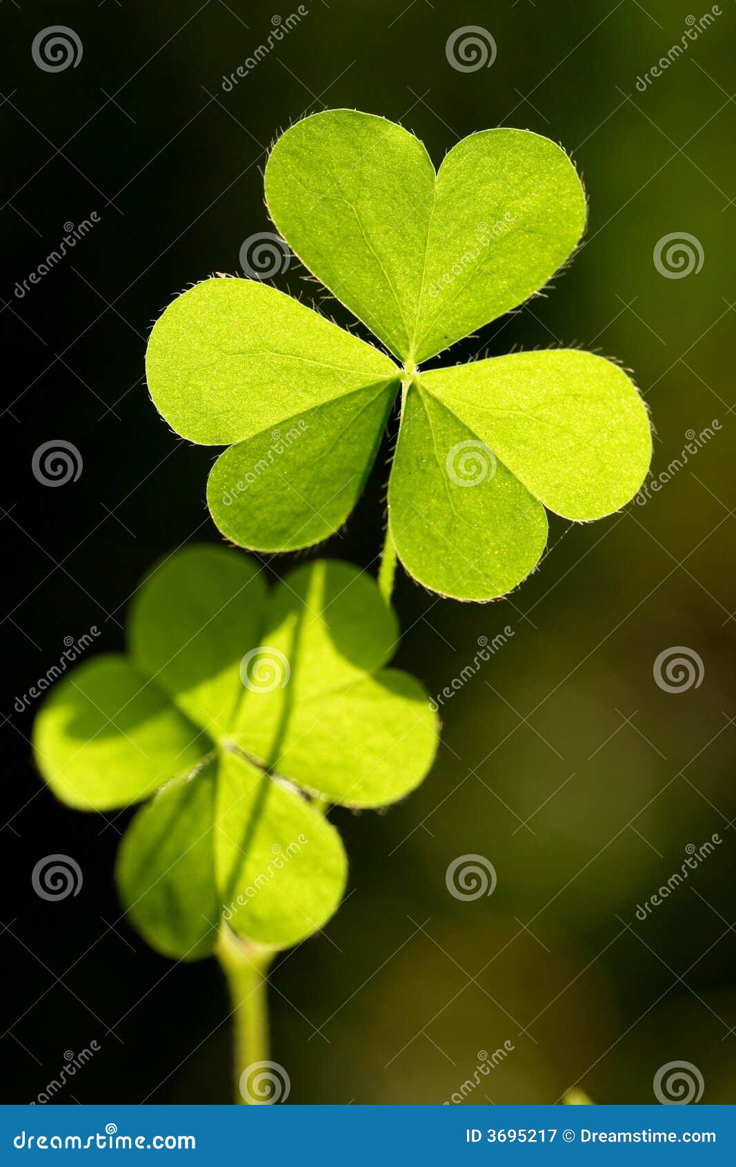 Cloverleaf stock image. Image of shamrock, patty, leaf - 3695217 Cloverleaf stock image. Image of shamrock, patty, leaf - 3695217