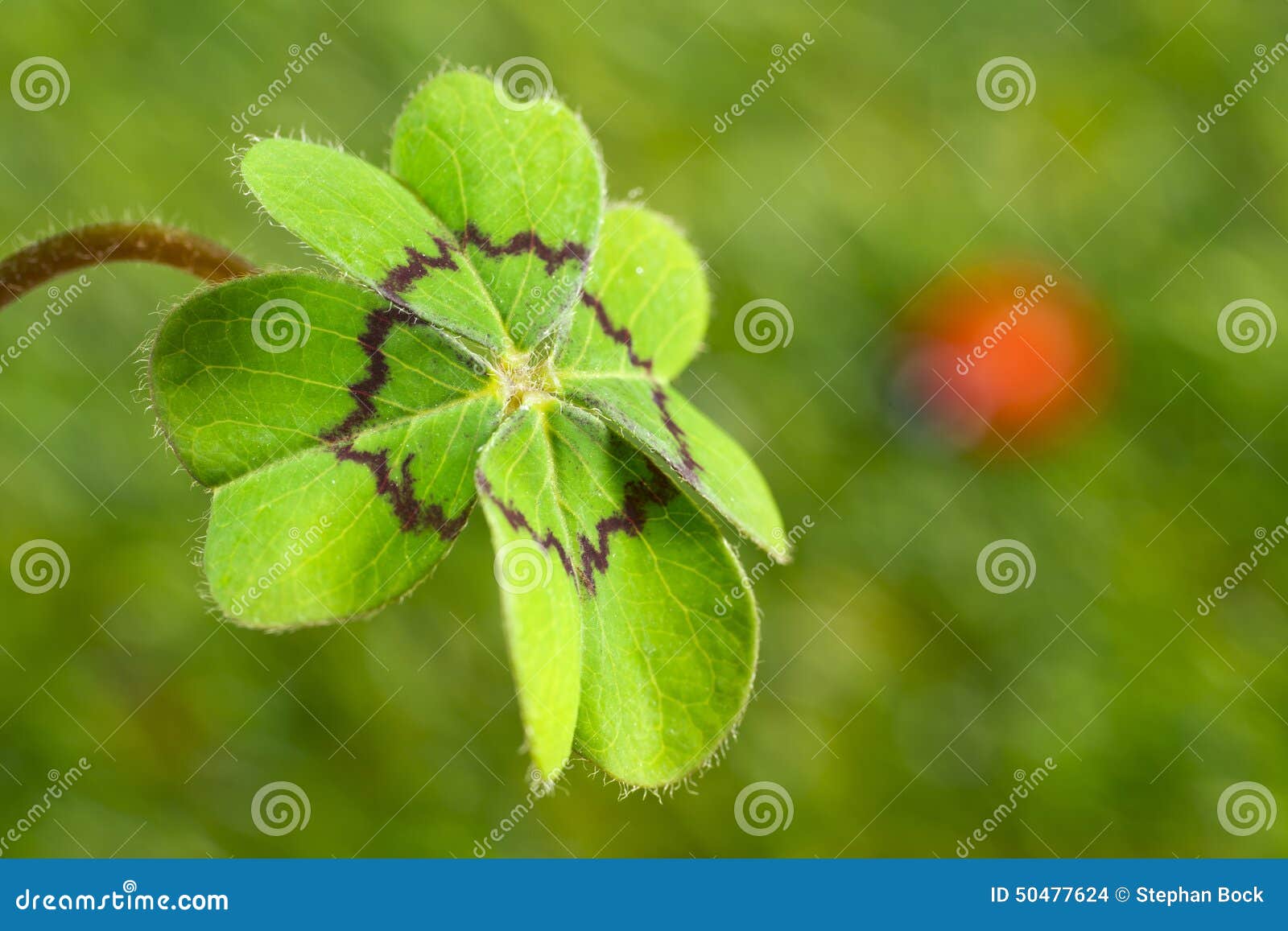 Cloverleaf stock photo. Image of shamrock, cloverleaf - 50477624 Cloverleaf stock photo. Image of shamrock, cloverleaf - 50477624