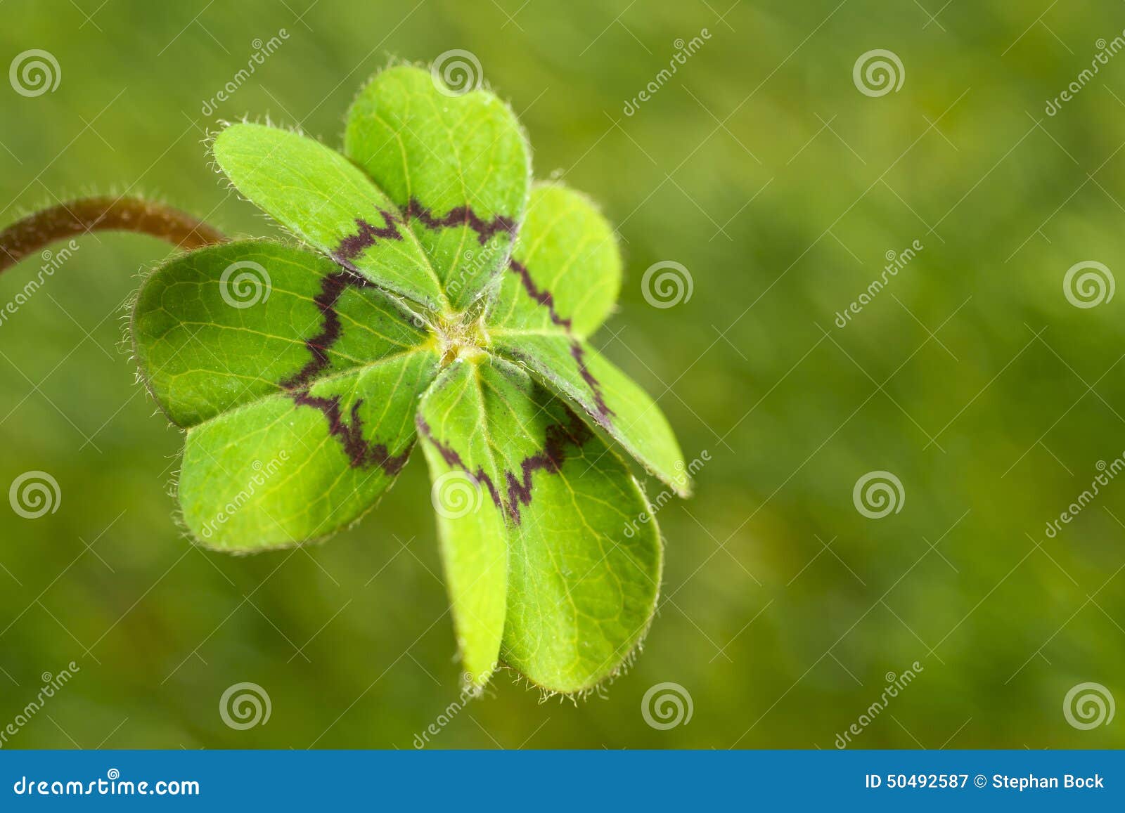 Cloverleaf stock image. Image of plants, leaves, people - 50492587