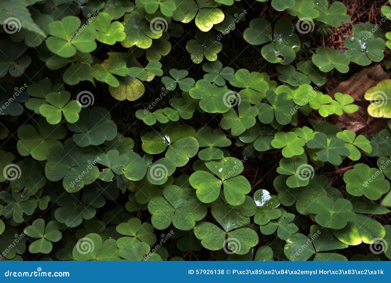 Cloverleaf Background Stock Image | CartoonDealer.com #18644623