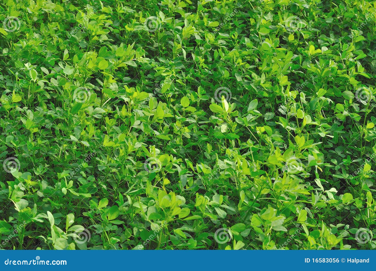 Cloverleaf in Field #1, Emilia Stock Photo - Image of emilian, autumn ...