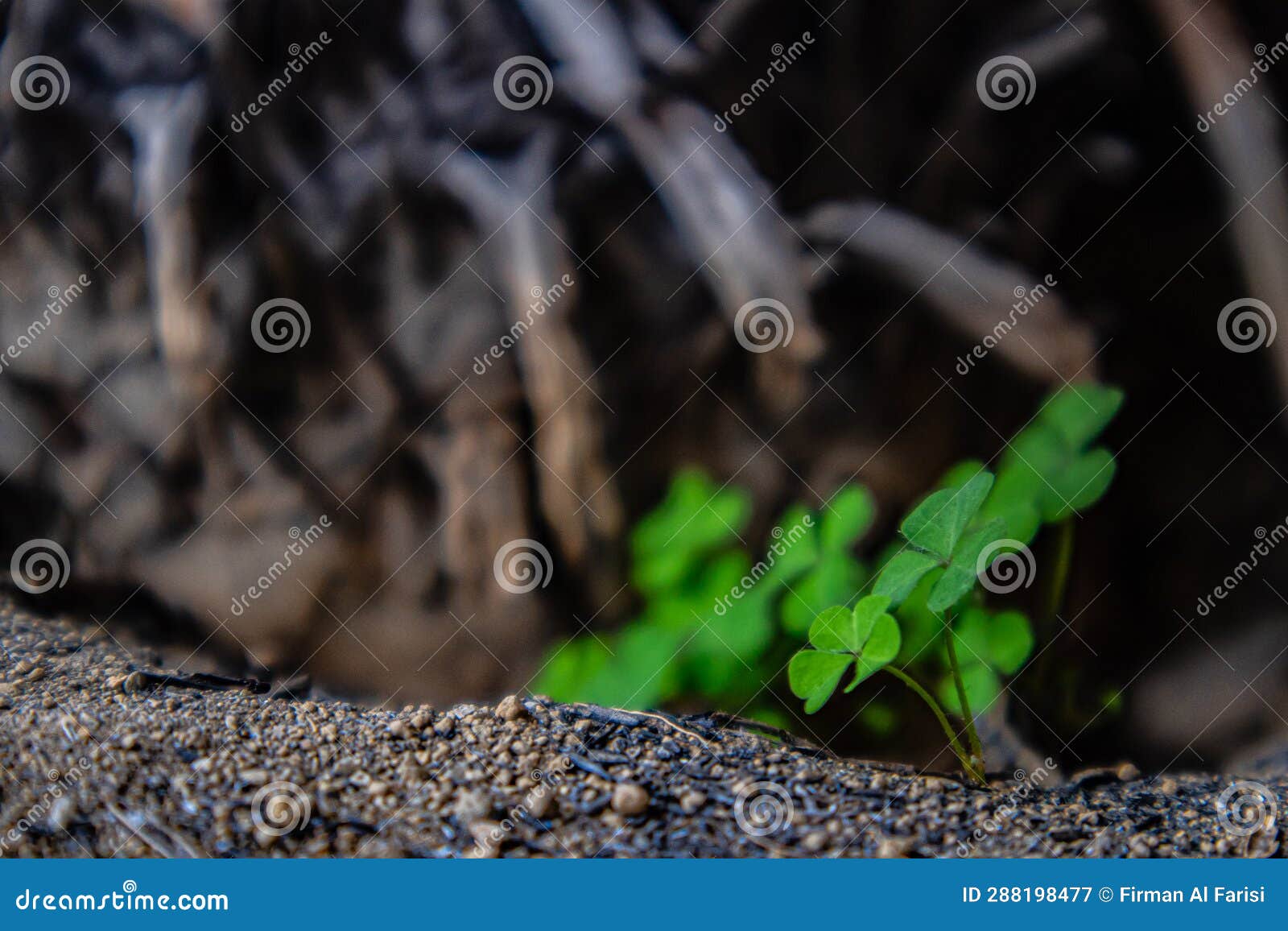 A cloverleaf stock image. Image of nature, insect, invertebrate - 288198477 A cloverleaf stock image. Image of nature, insect, invertebrate - 288198477