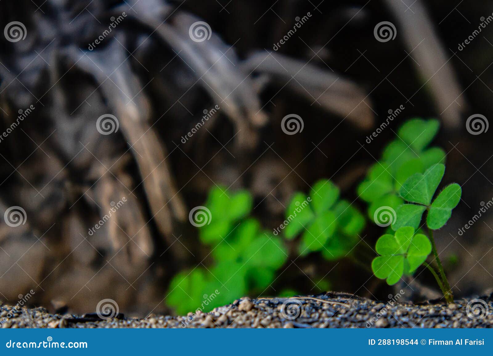 A cloverleaf stock photo. Image of growing, animal, branch - 288198544 A cloverleaf stock photo. Image of growing, animal, branch - 288198544