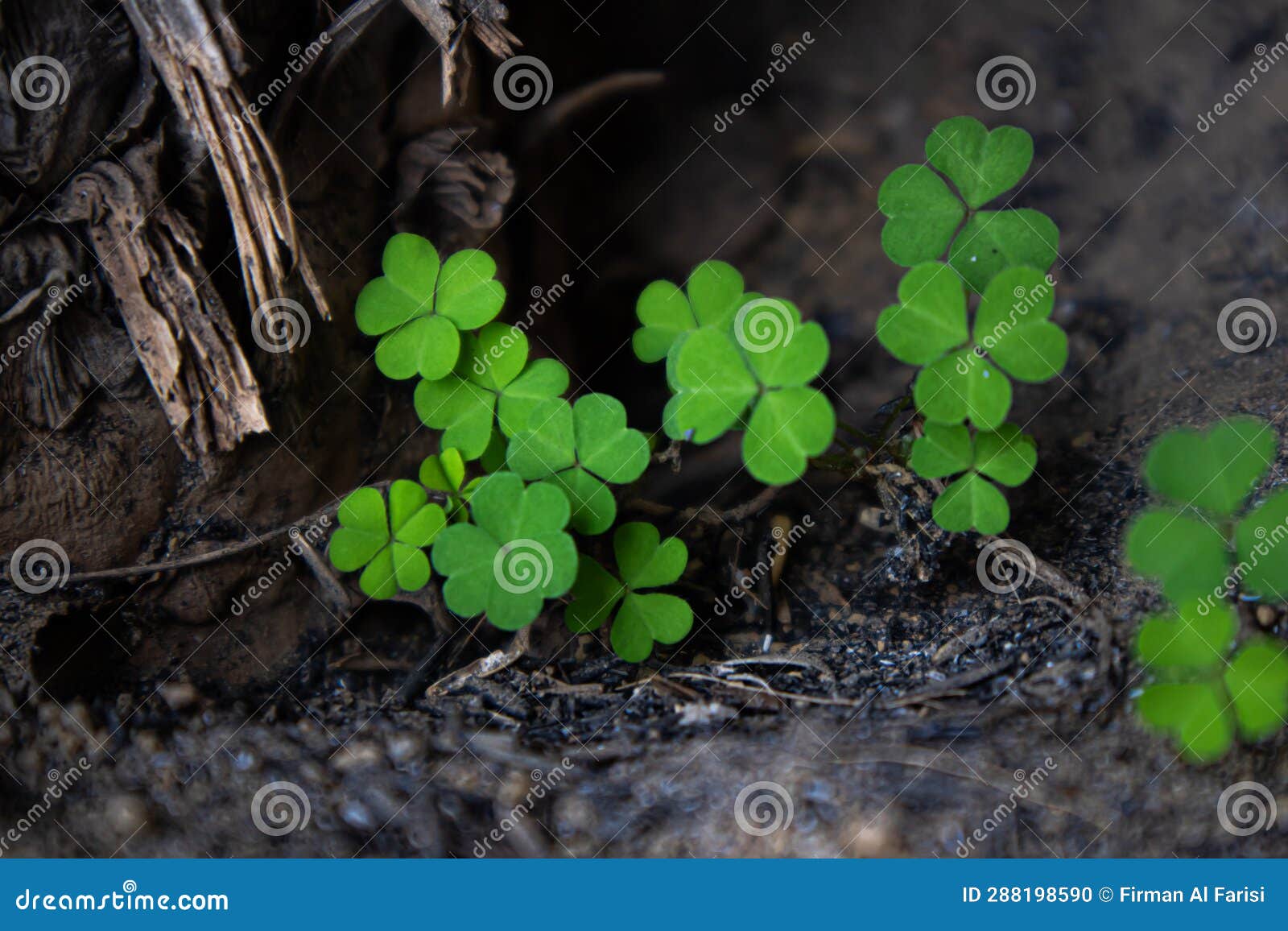 A cloverleaf stock photo. Image of shrub, garden, wildflower - 288198590