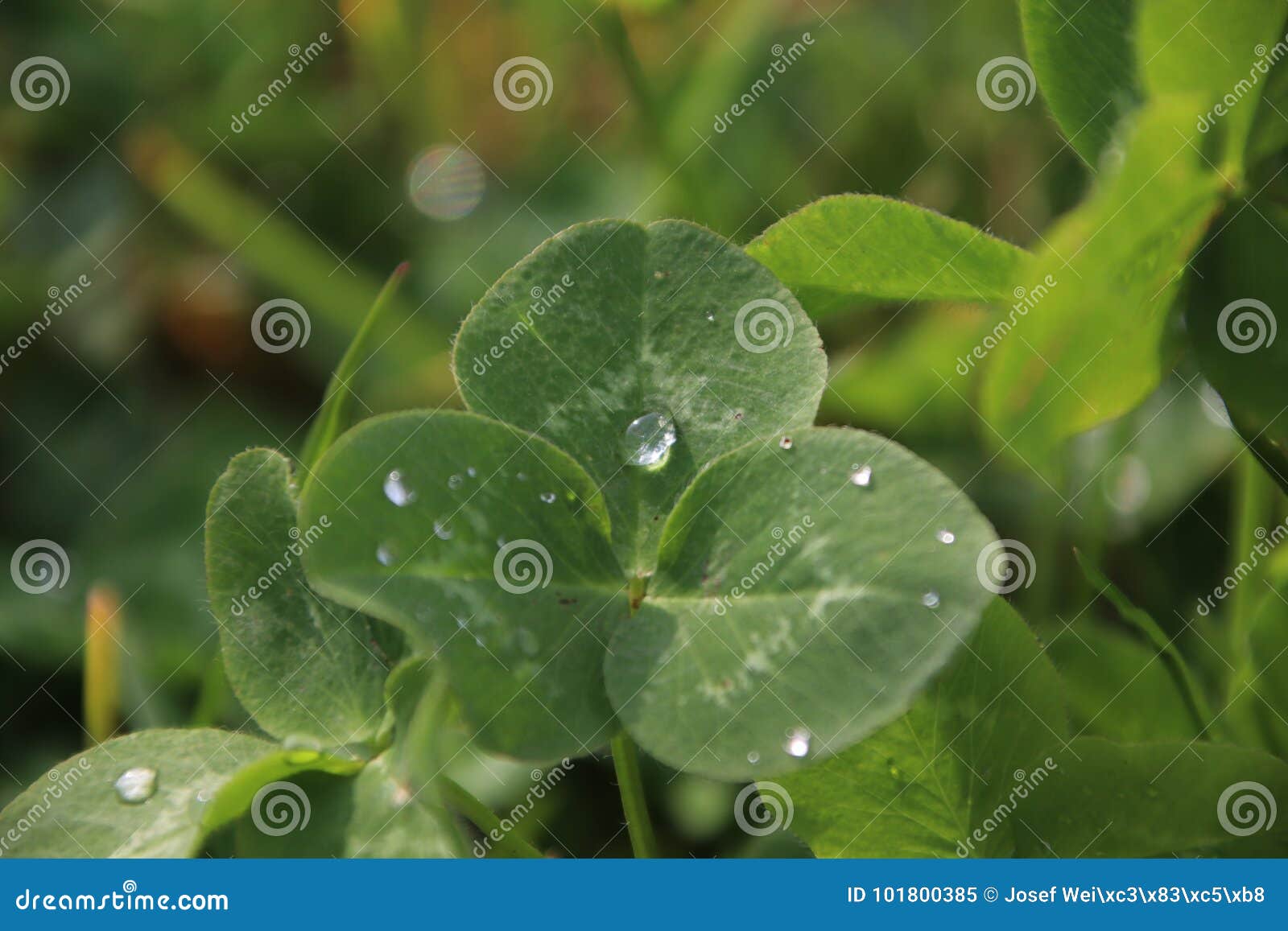 Cloverleaf with Water Drops Stock Image - Image of beautiful, drops ...