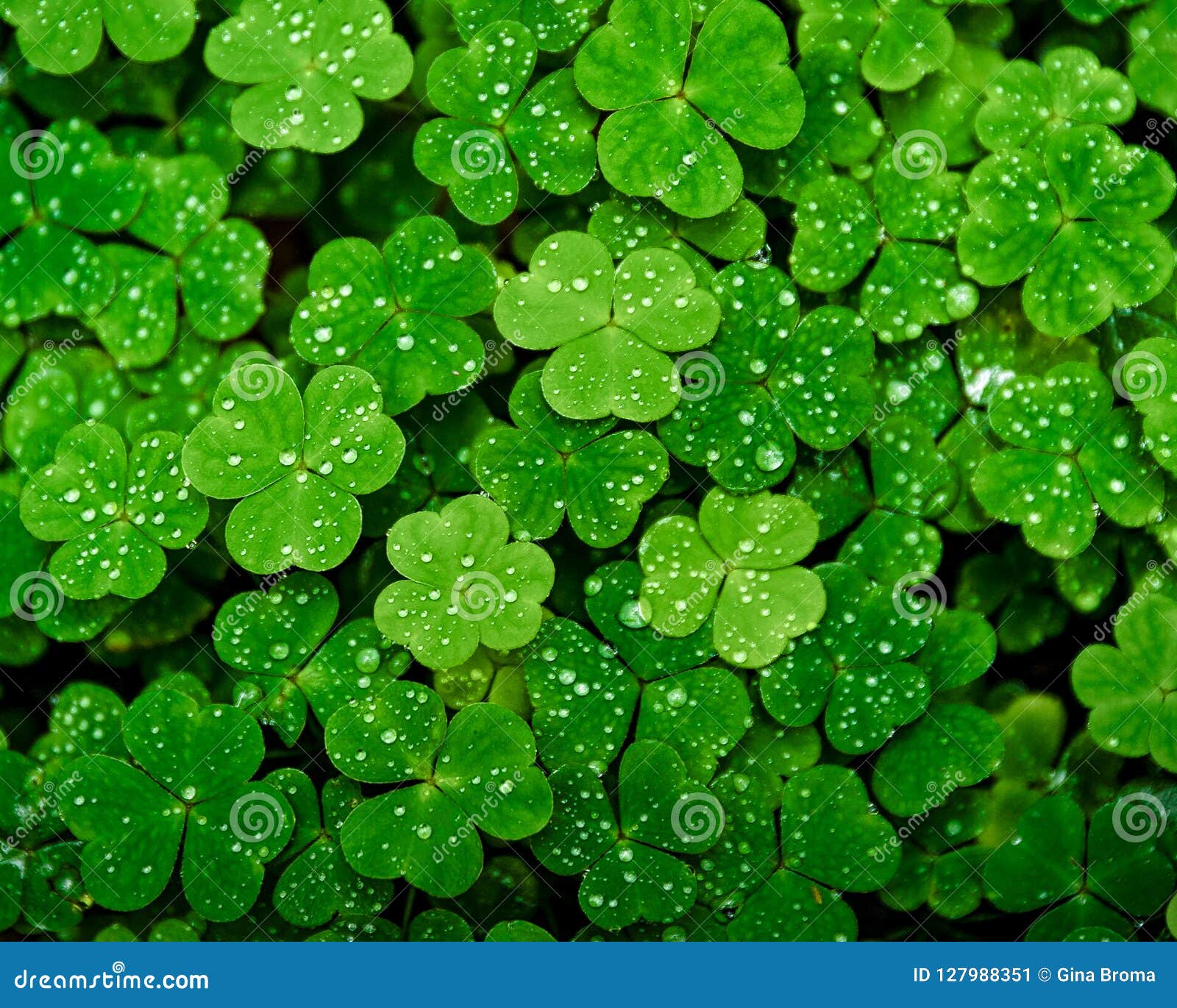 Cloverleafes in the Forest after a Short Summer Rain Stock Image ...