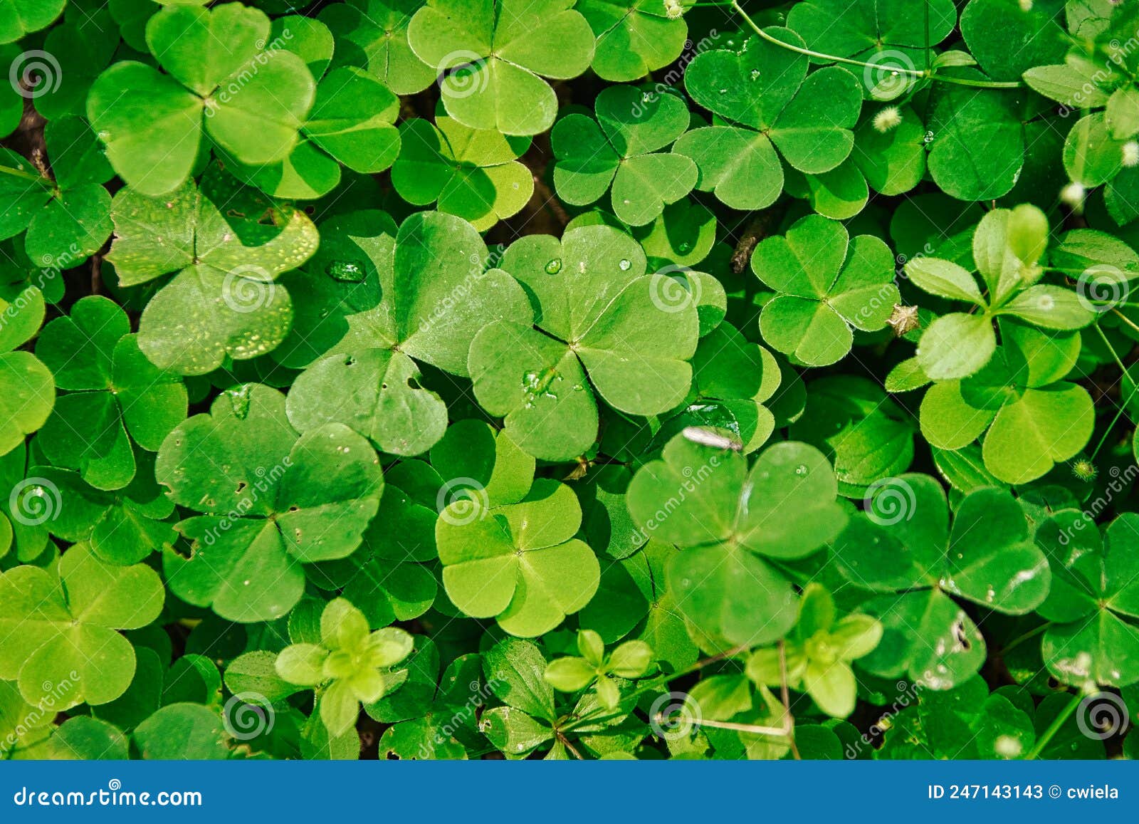 Cloverleafs in the garden stock image. Image of happy - 247143143
