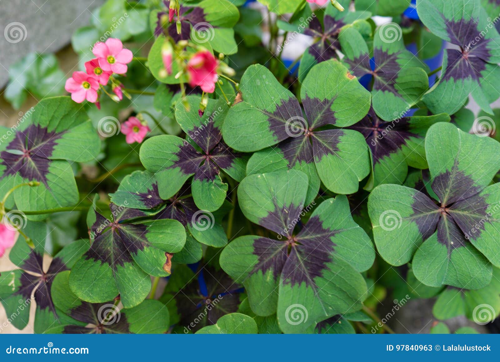 Cloverleafs in Garden Sign of Luck Stock Image - Image of color, botany ...