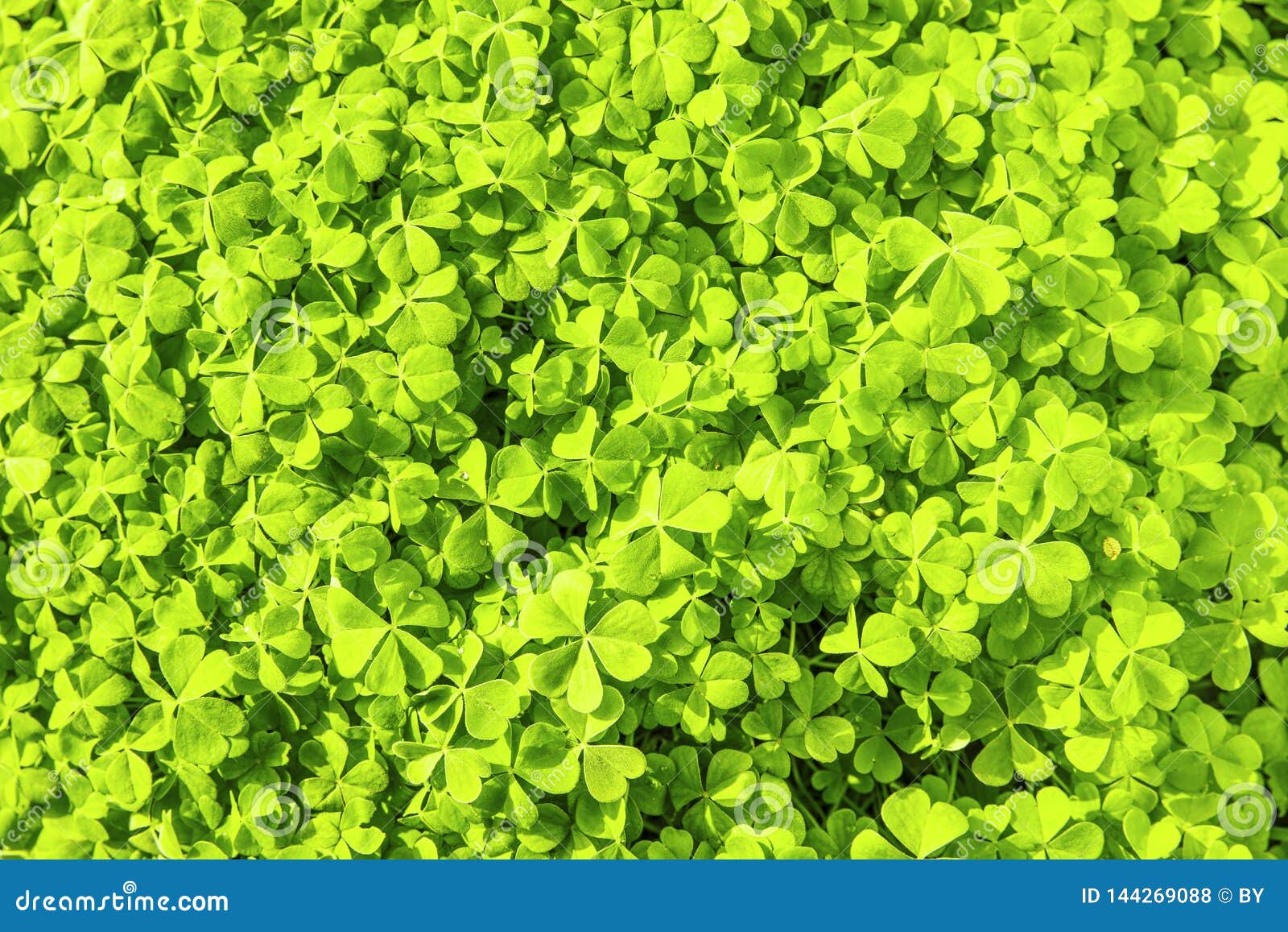 Cloverleaves Background stock photo. Image of cloverleafs - 144269088