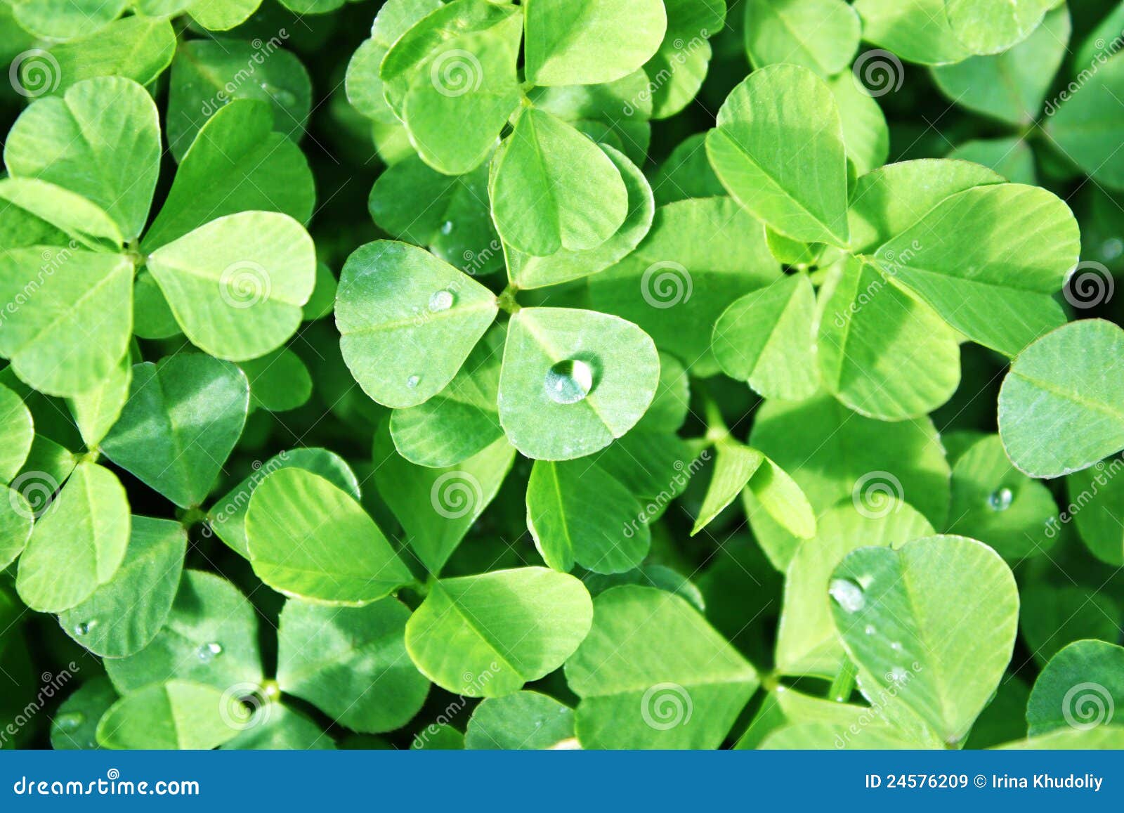Clovers stock image. Image of issues, growth, plant, ecological - 24576209