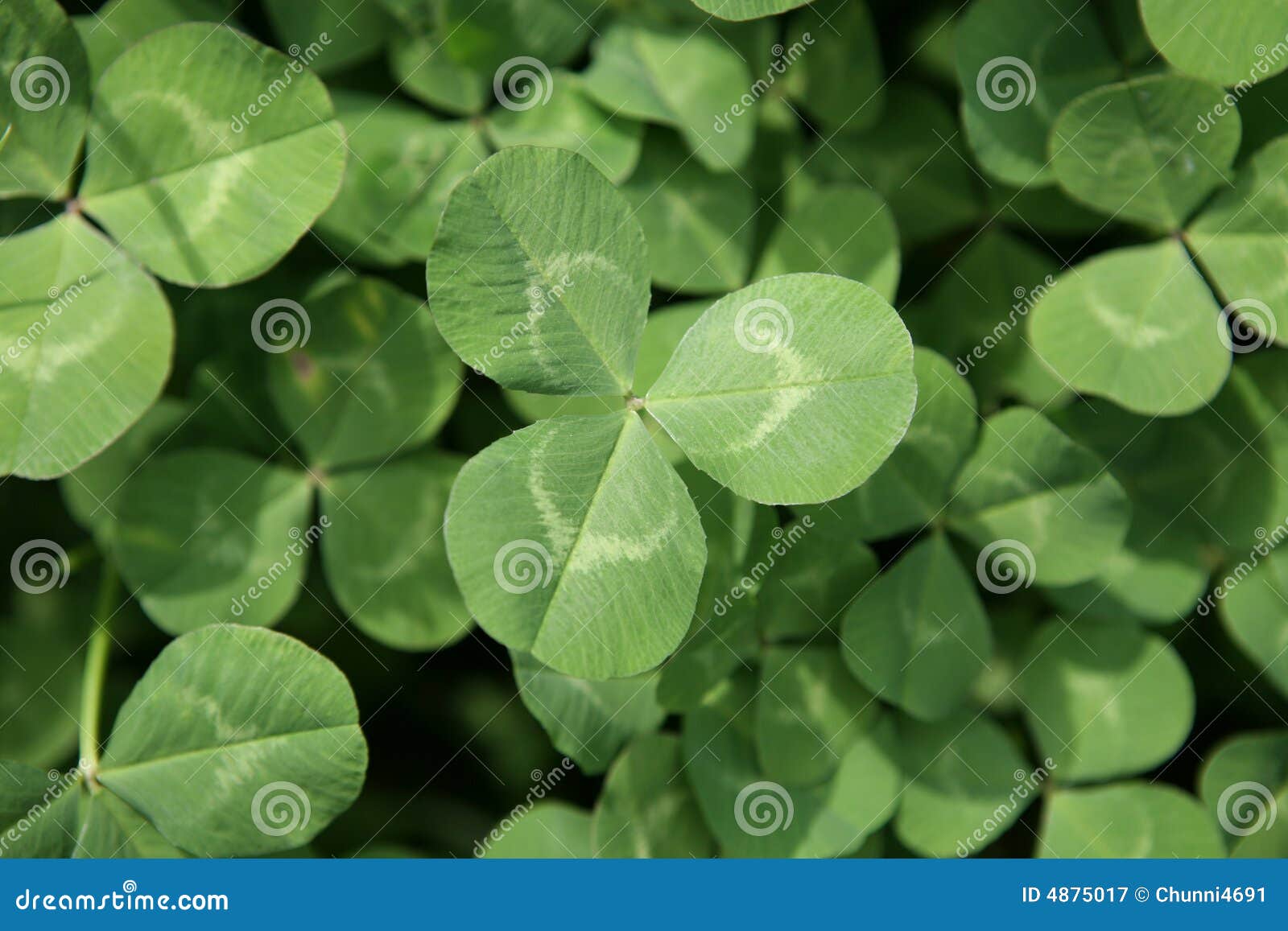Clovers Picture. Image: 4875017