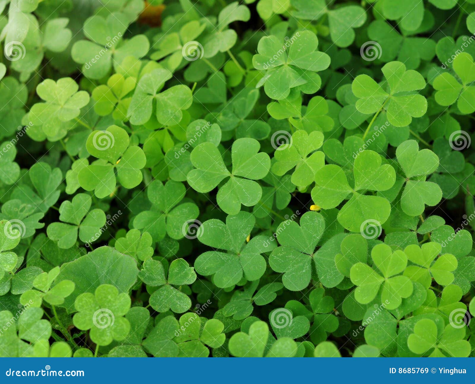 Clovers stock image. Image of clover, shamrock, summer - 8685769