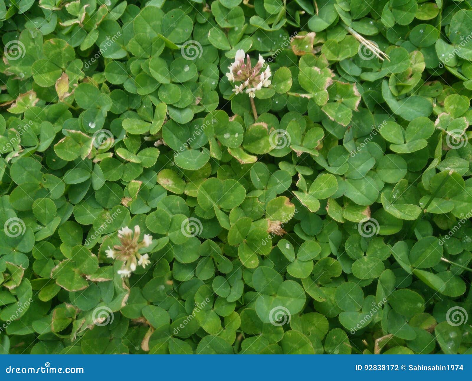 Clovers stock photo. Image of clover, spring, flower - 92838172