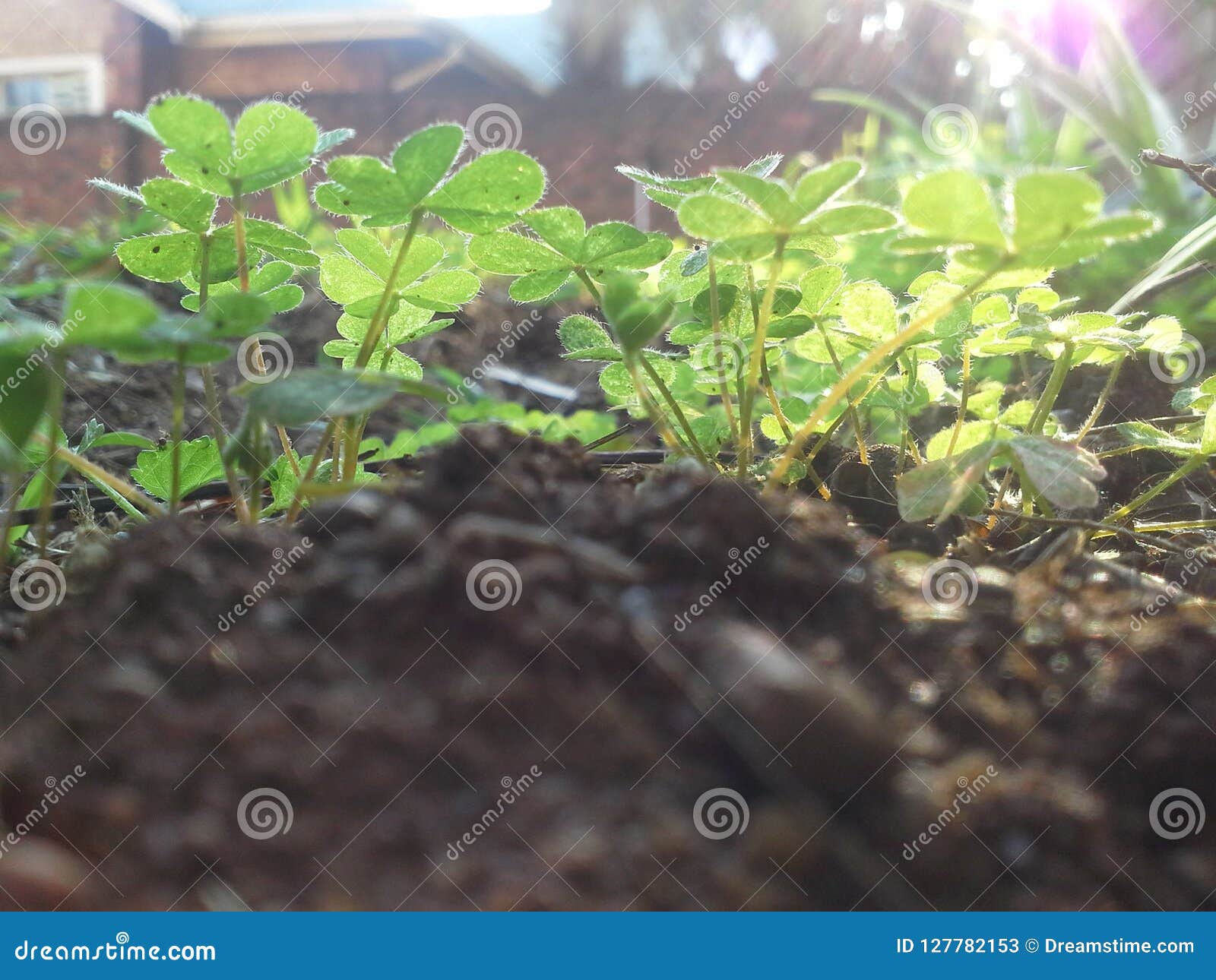 Clovers stock image. Image of clover, field, soil, clovers - 127782153