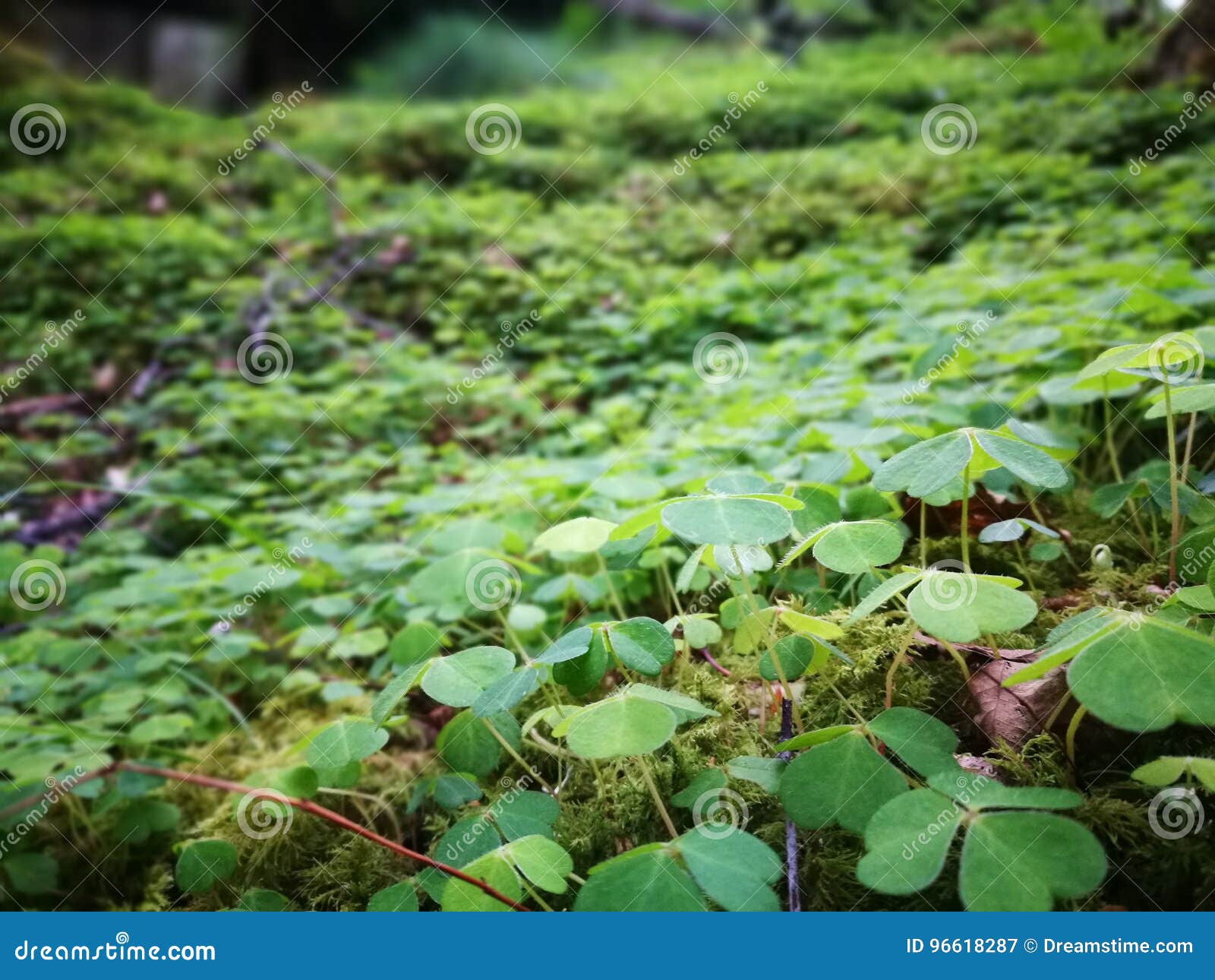 Clovers on Forest Floor stock image. Image of beautiful - 96618287