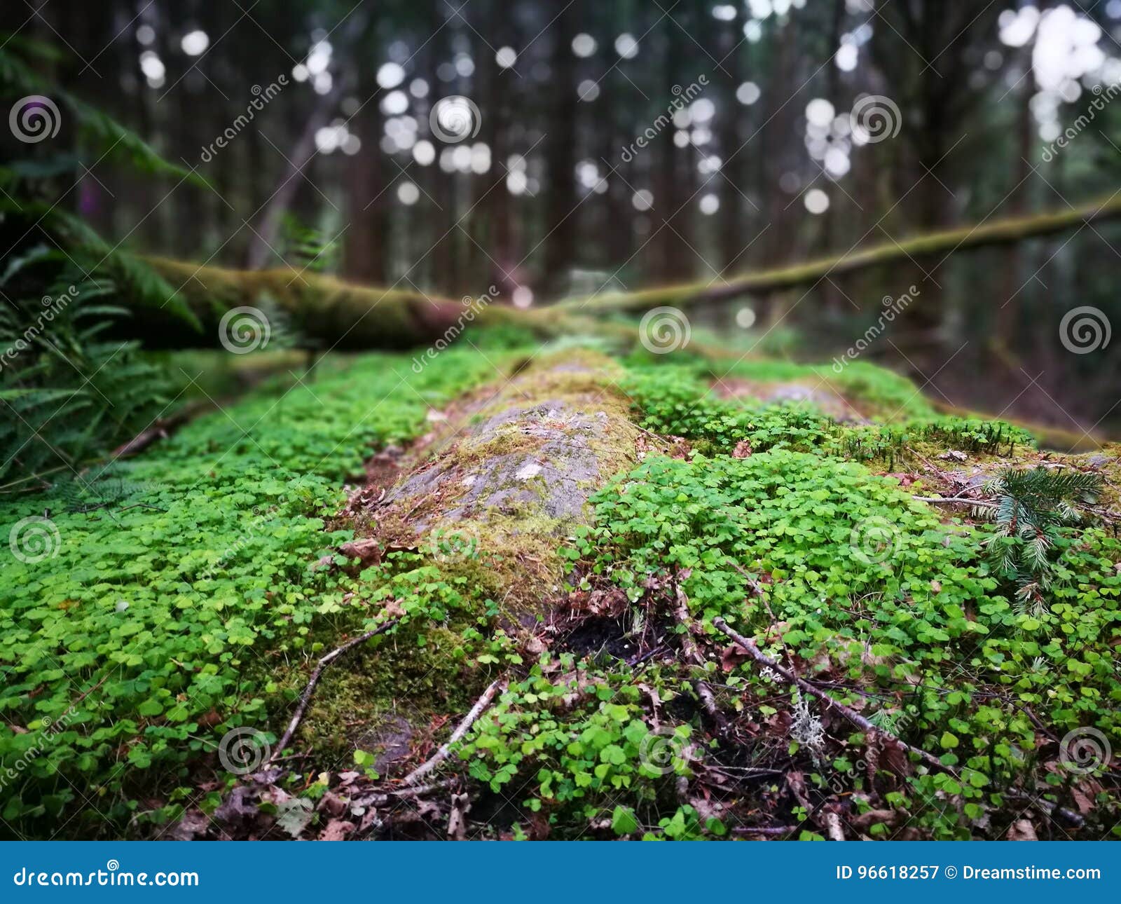 Clovers in the forest stock image. Image of clovers, clover - 96618257