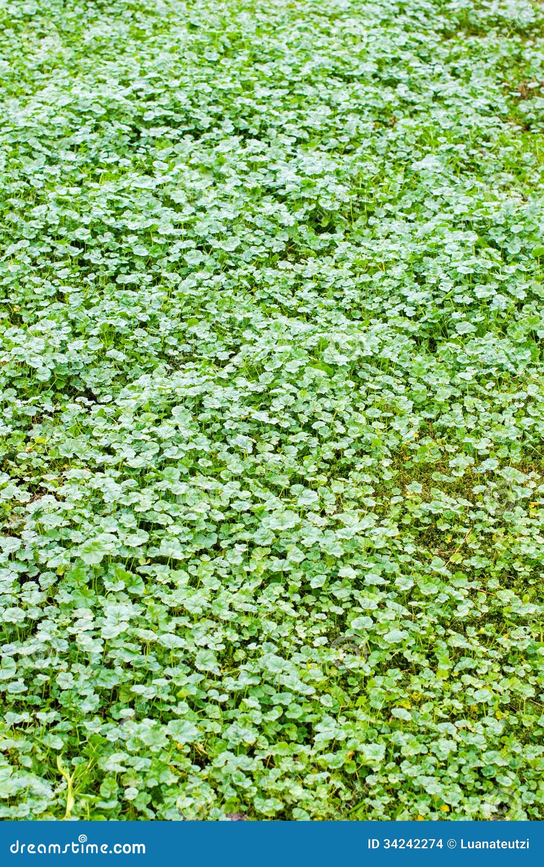 Clovers Forming a Green Dense Carpet on the Ground. Stock Photo - Image ...
