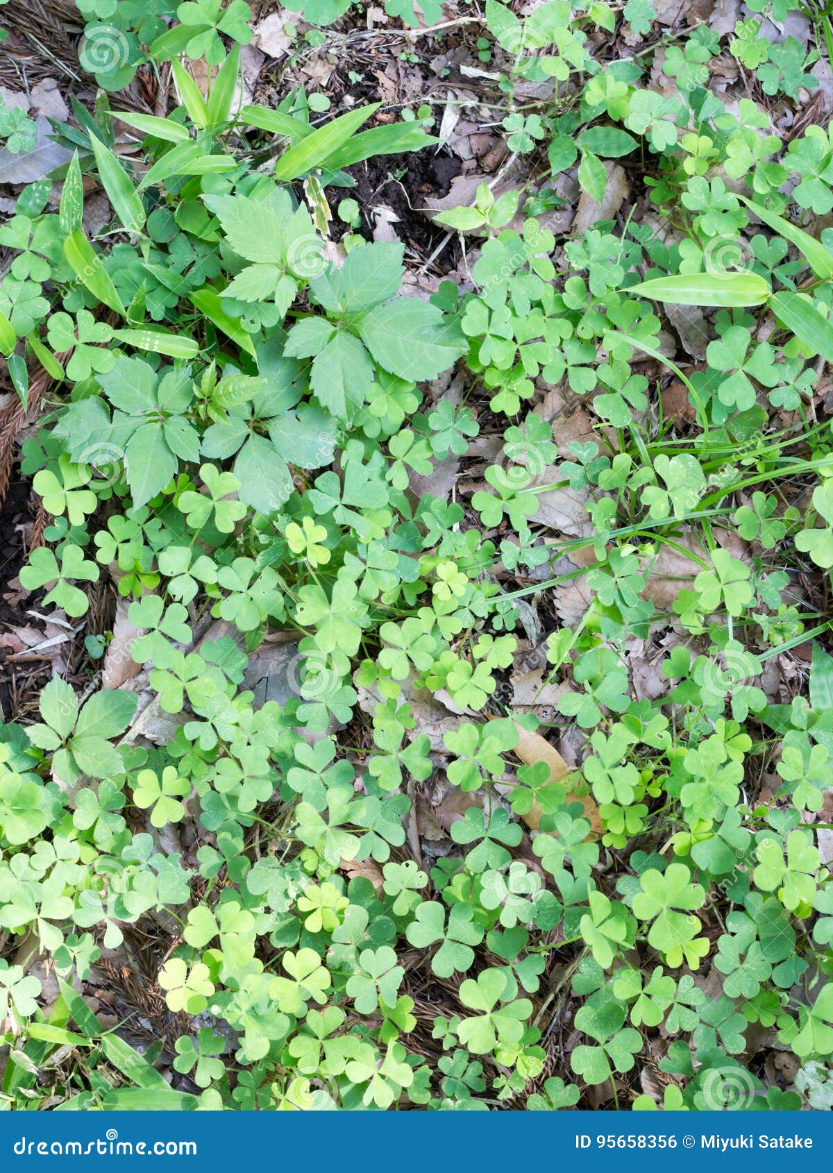 Clovers on the ground stock photo. Image of background - 95658356