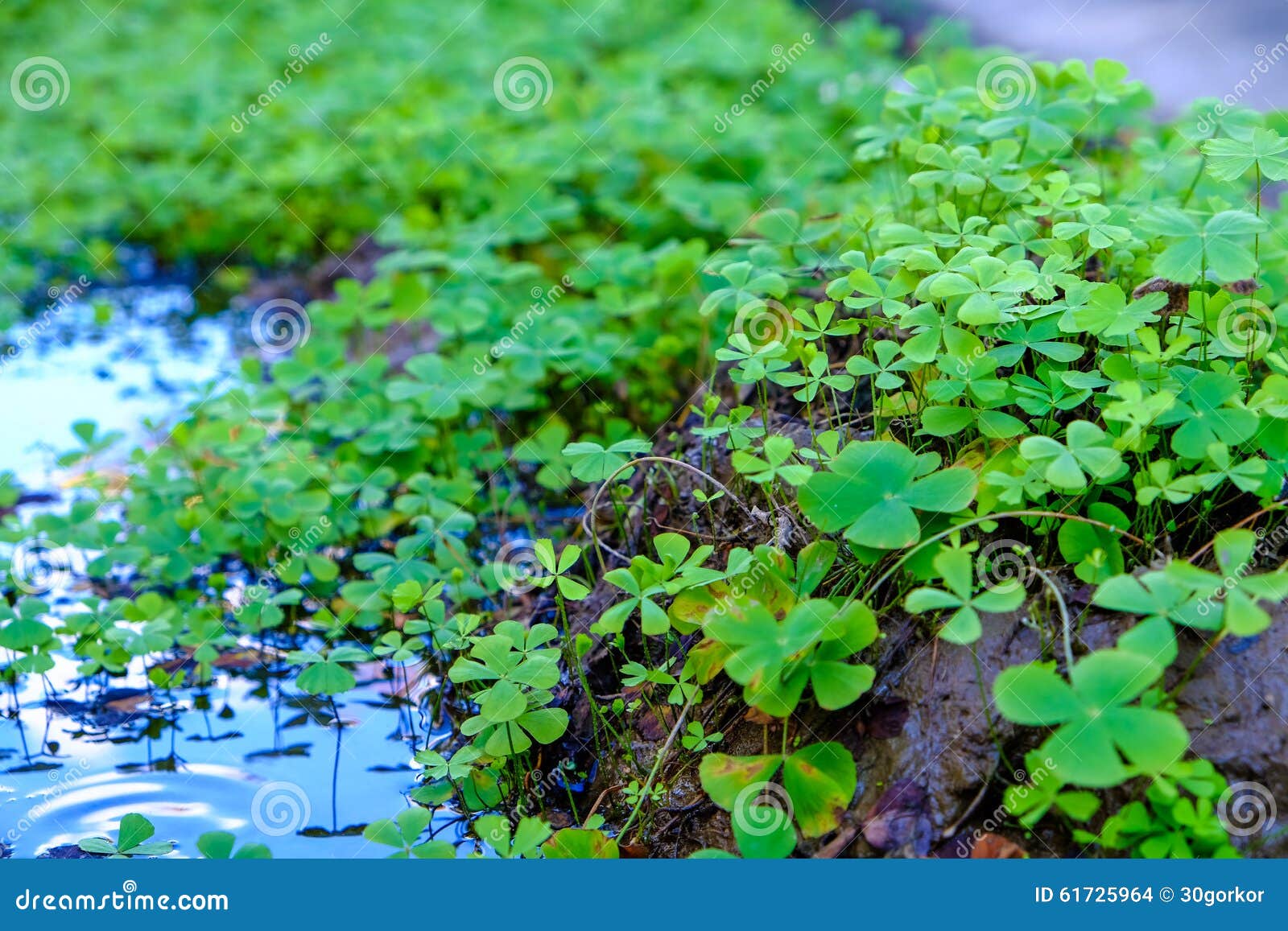 Clovers leaves background stock photo. Image of grass - 61725964